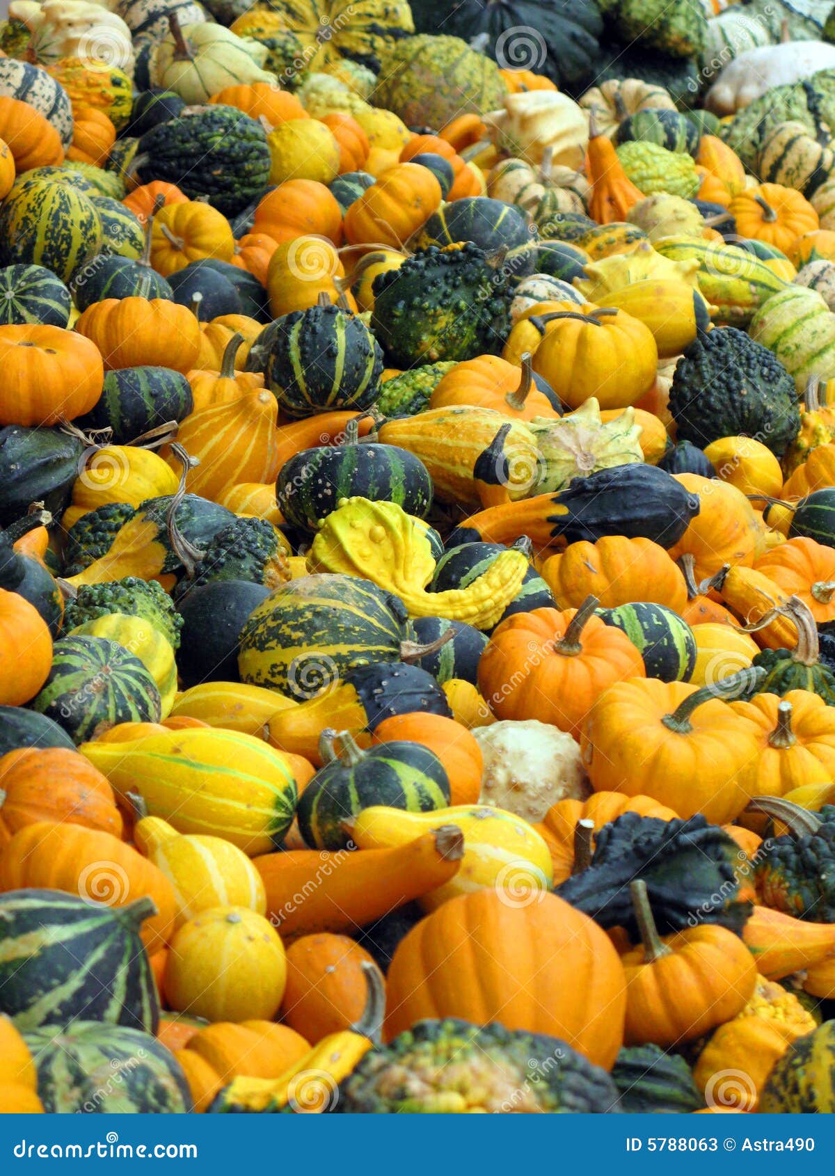 Various pumpkins stock image. Image of outdoor, agriculture - 5788063
