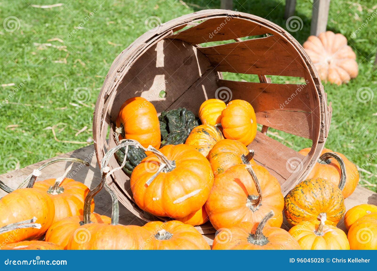 Various Pumpkins and Other Gourds in Basket on Table during Fall Stock ...