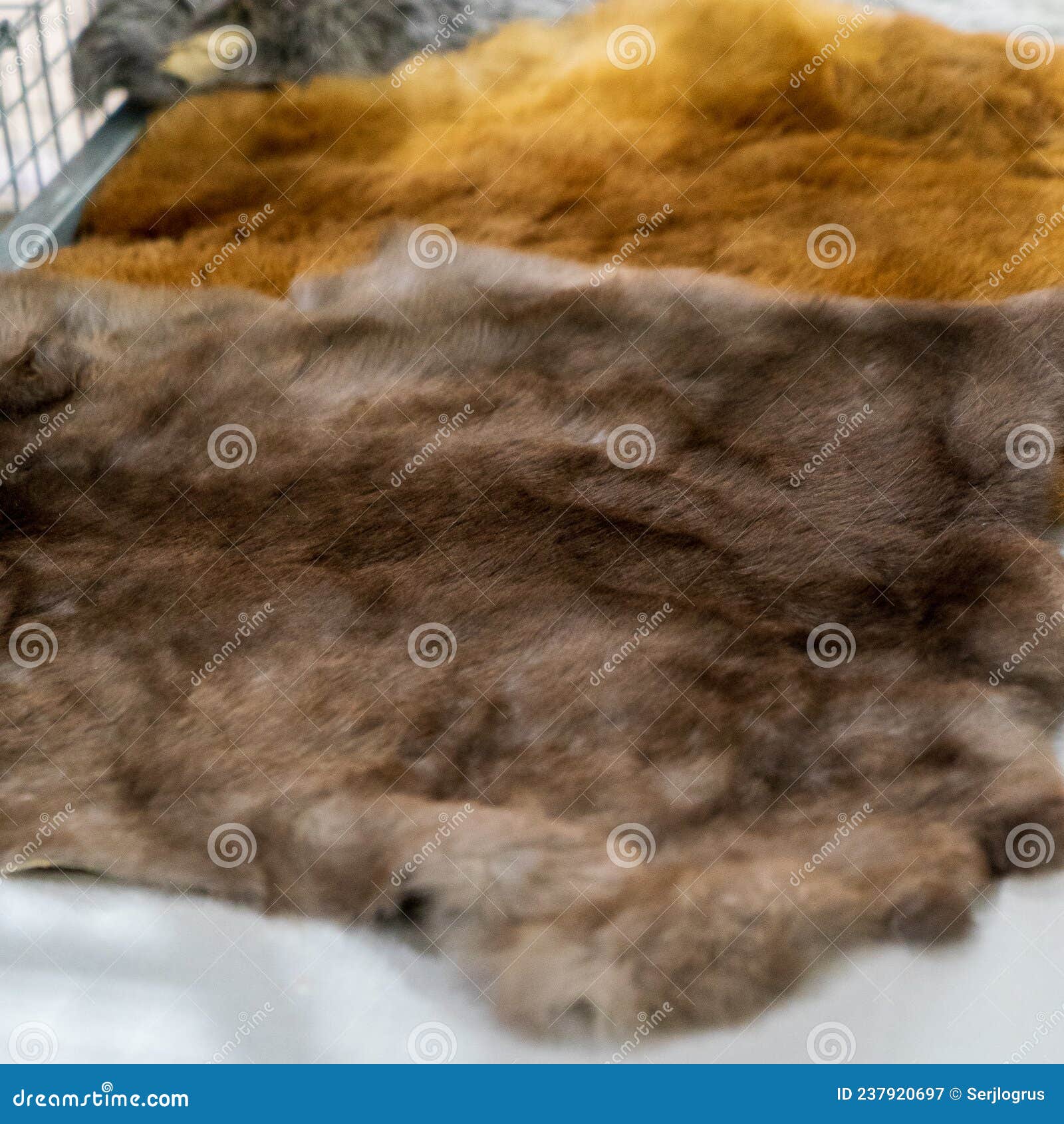 Rabbit Skins. the Skin of a Rabbit Stock Image - Image of close, black ...