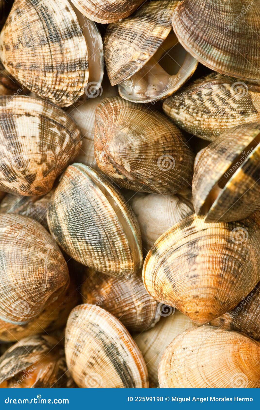 Various raw clams stock photo. Image of clams, food, shellfish - 22599198