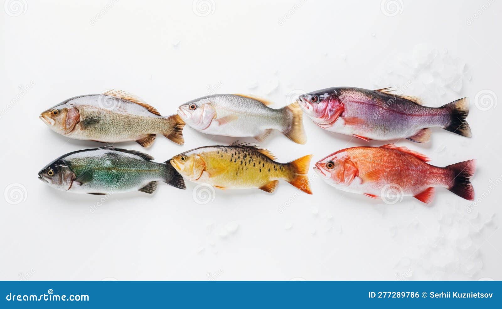 Various Raw Fish in a Row, White Background. Seafood Assortment, Menu ...
