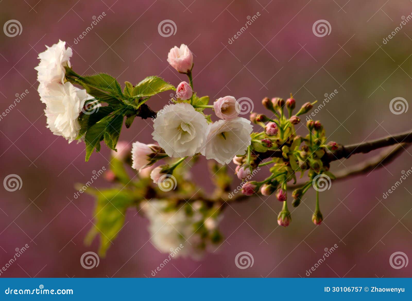 Romantic Sakura stock image. Image of colour, china, japan - 30106757