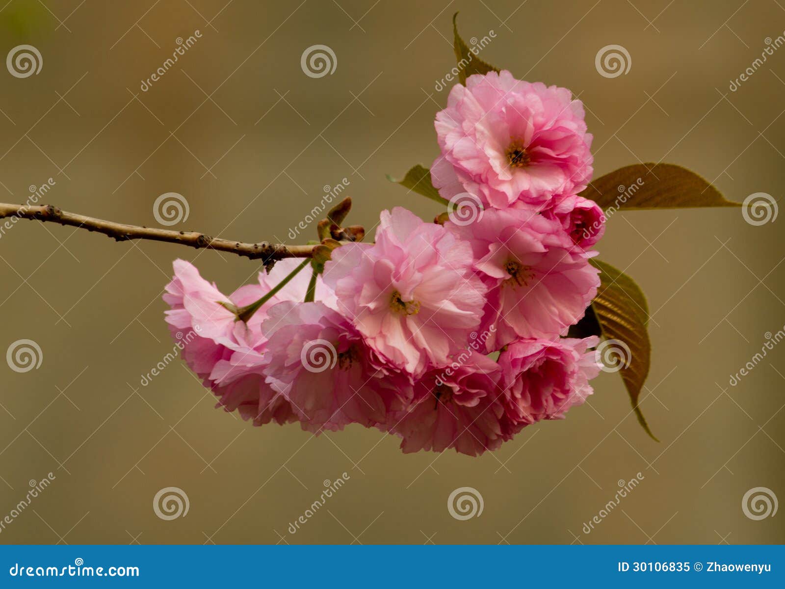 Romantic Sakura stock image. Image of sakura, spring - 30106835