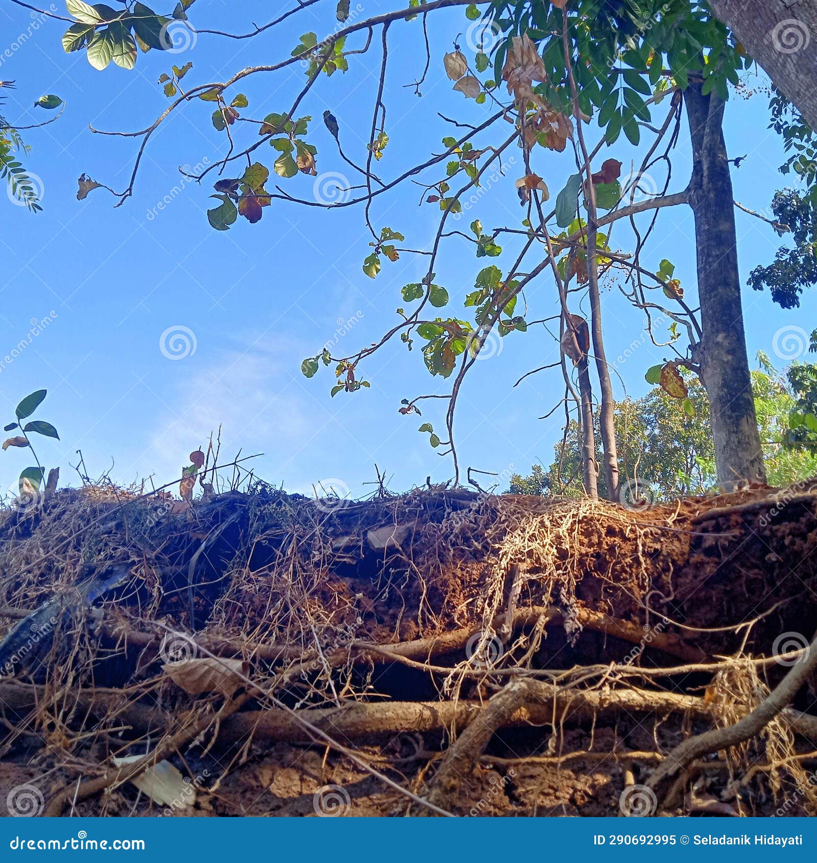 Various Roots that Grow in the Soil Stock Image - Image of soil, roots ...