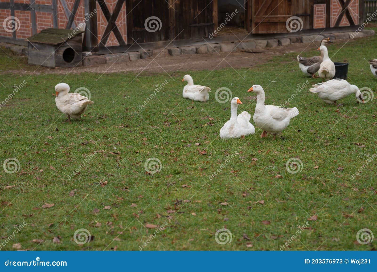 Various Rural Animals in Nature Stock Image - Image of animal, fowl ...