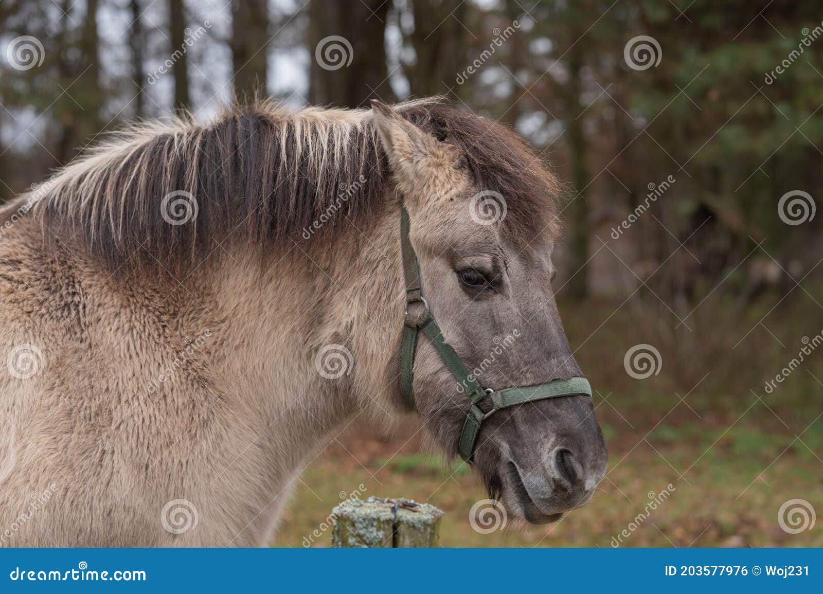 Various Rural Animals in Nature Stock Photo - Image of grazing, foal ...