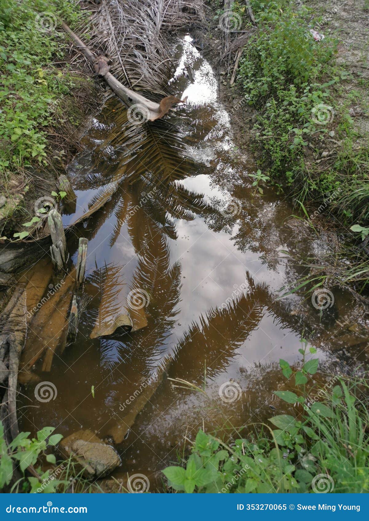 Various Scene of the Reflective Surface Puddle or Rural Drain at the ...