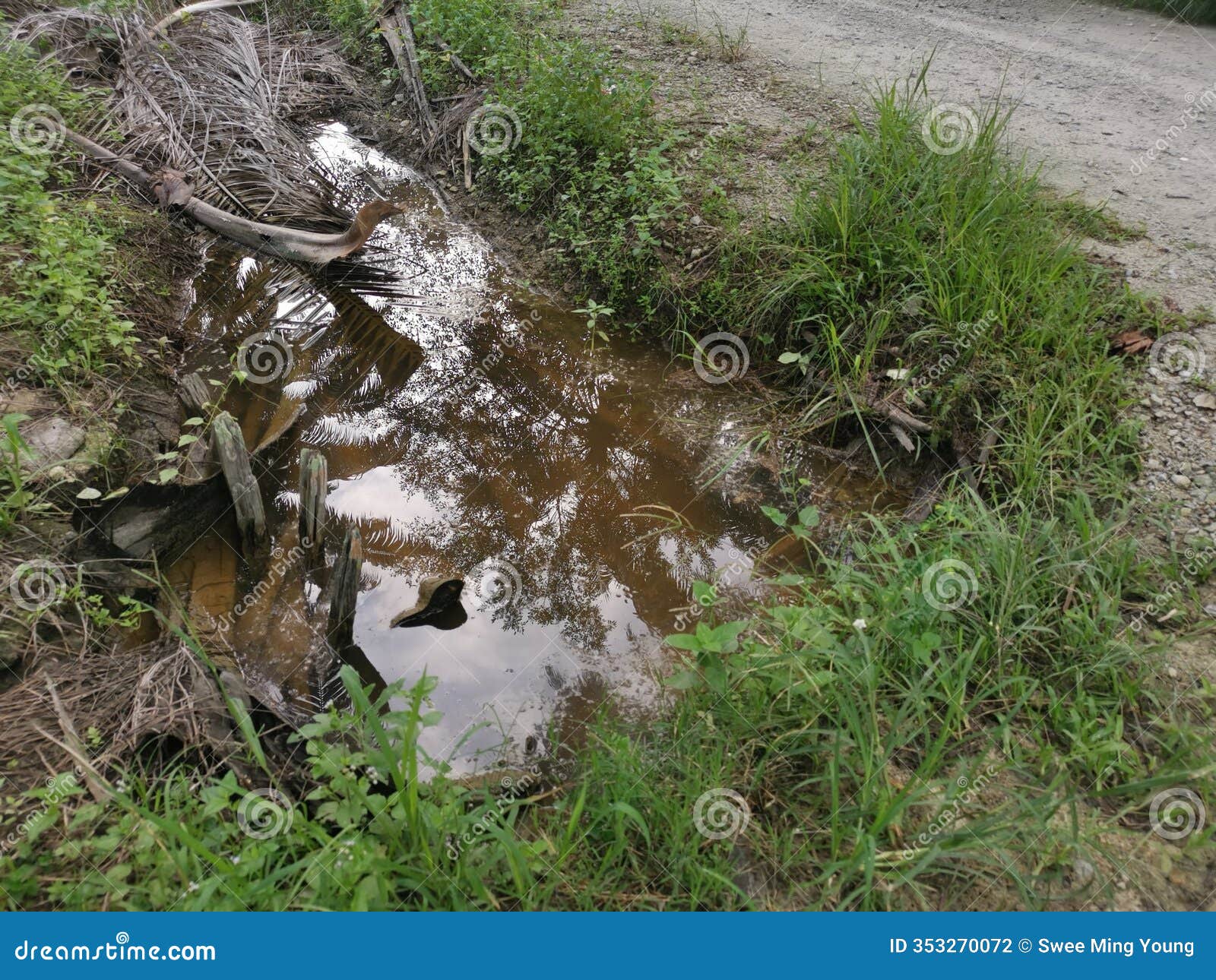 Various Scene of the Reflective Surface Puddle or Rural Drain at the ...
