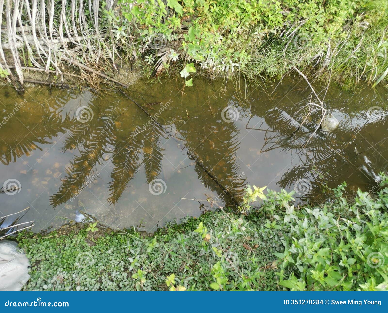 Various Scene of the Reflective Surface Puddle or Rural Drain at the ...