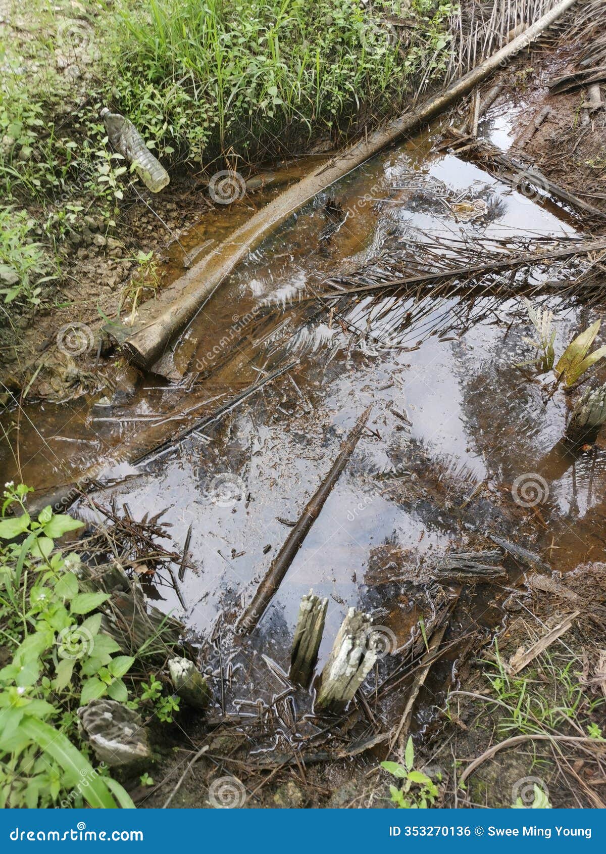 Various Scene of the Reflective Surface Puddle or Rural Drain at the ...