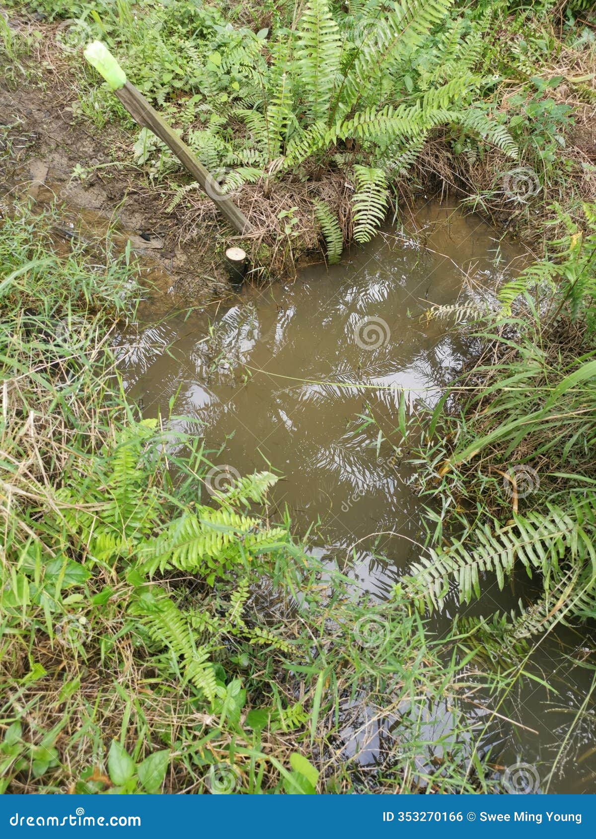Various Scene of the Reflective Surface Puddle or Rural Drain at the ...