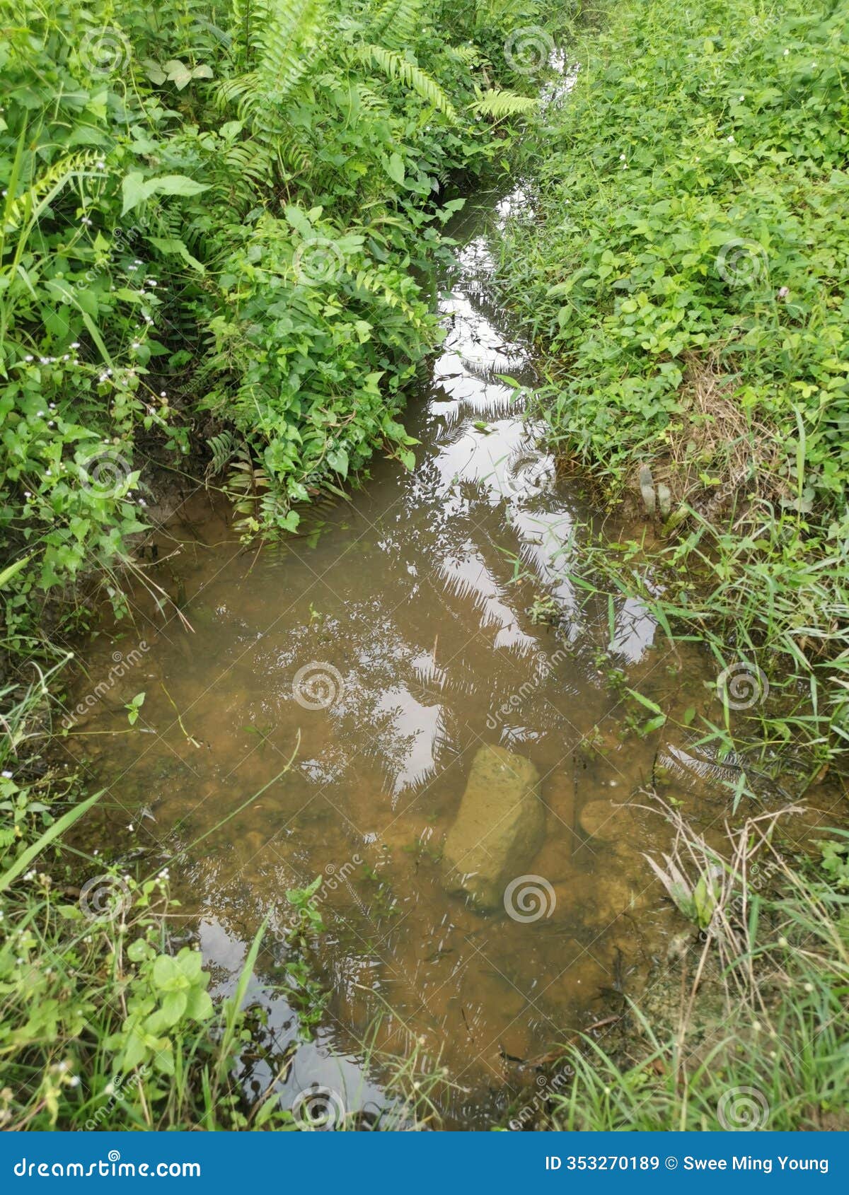 Various Scene of the Reflective Surface Puddle or Rural Drain at the ...