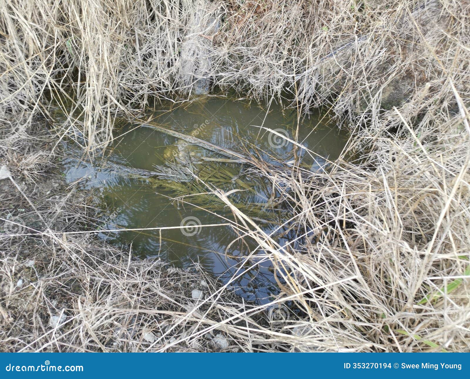 Various Scene of the Reflective Surface Puddle or Rural Drain at the ...