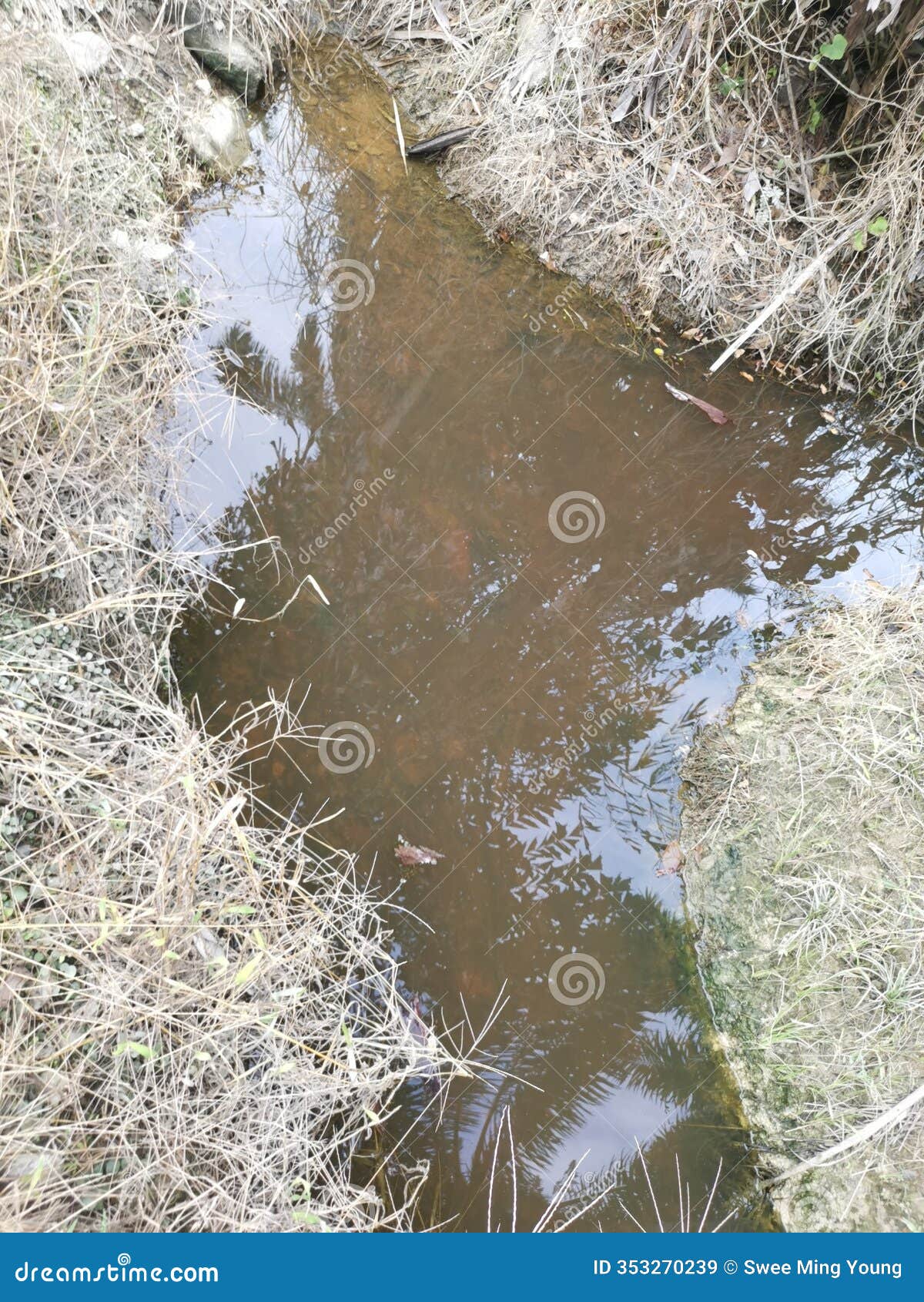 Various Scene of the Reflective Surface Puddle or Rural Drain at the ...