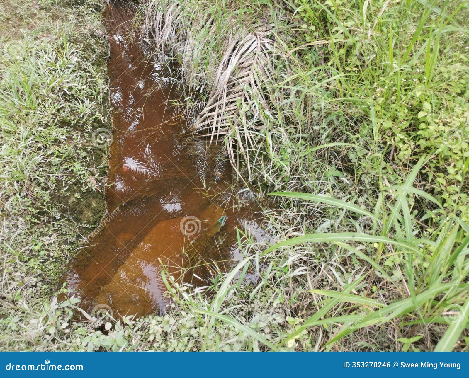 Various Scene of the Reflective Surface Puddle or Rural Drain at the ...