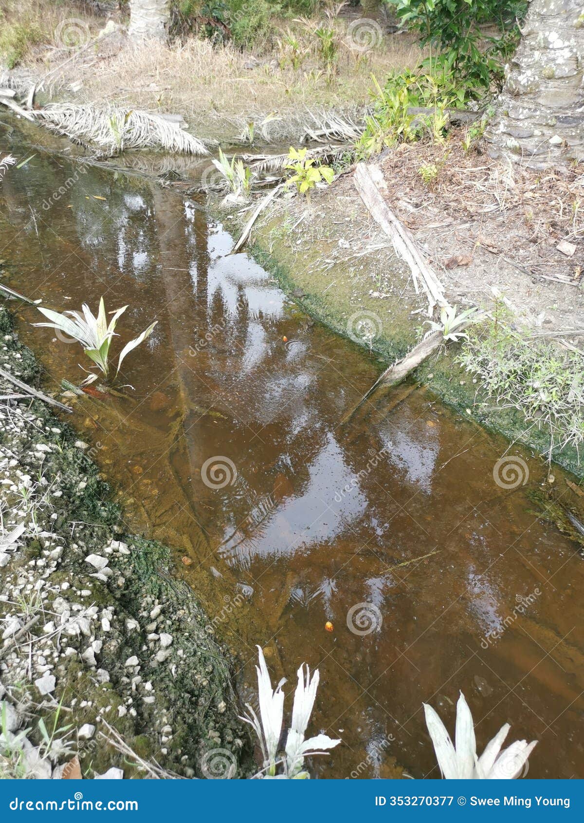 Various Scene of the Reflective Surface Puddle or Rural Drain at the ...