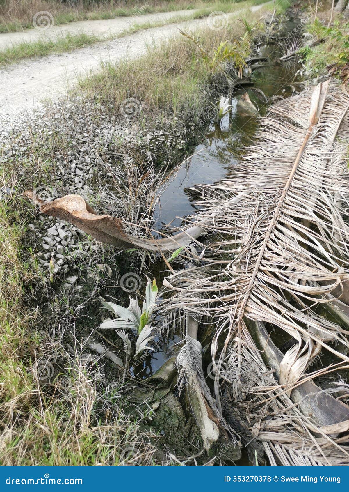 Various Scene of the Reflective Surface Puddle or Rural Drain at the ...