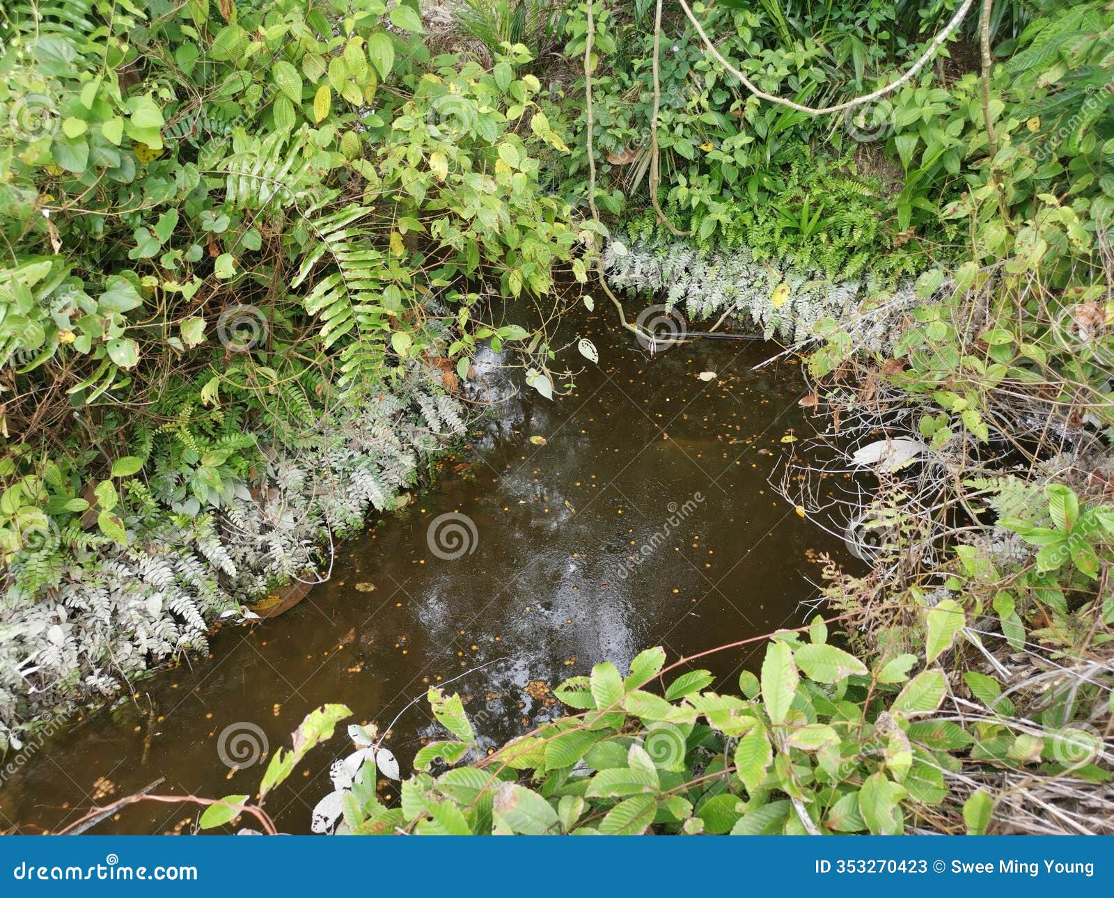 Various Scene of the Reflective Surface Puddle or Rural Drain at the ...