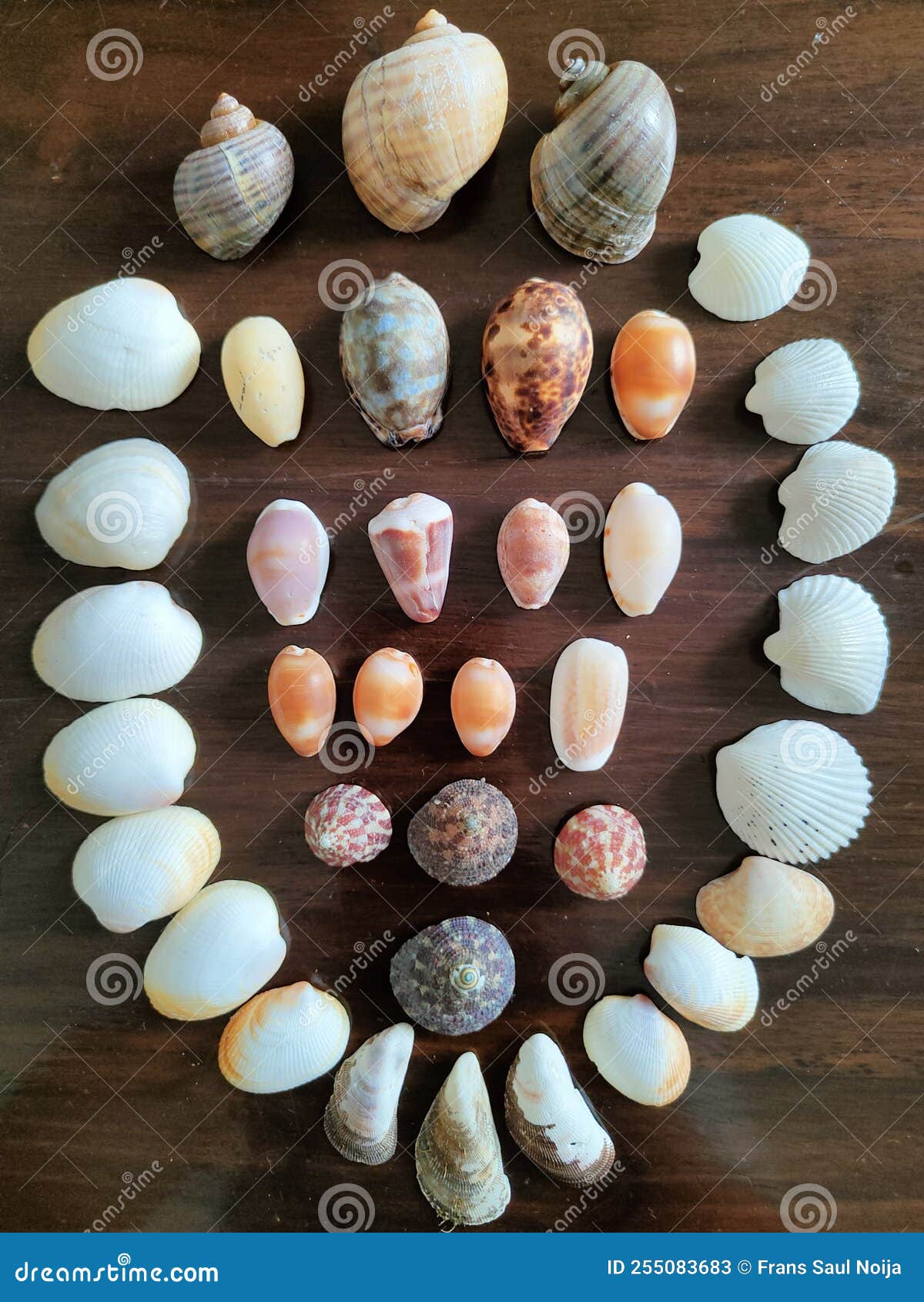 Various Sea Shell , Mussel and Stock Image - Image of shell, mussel ...