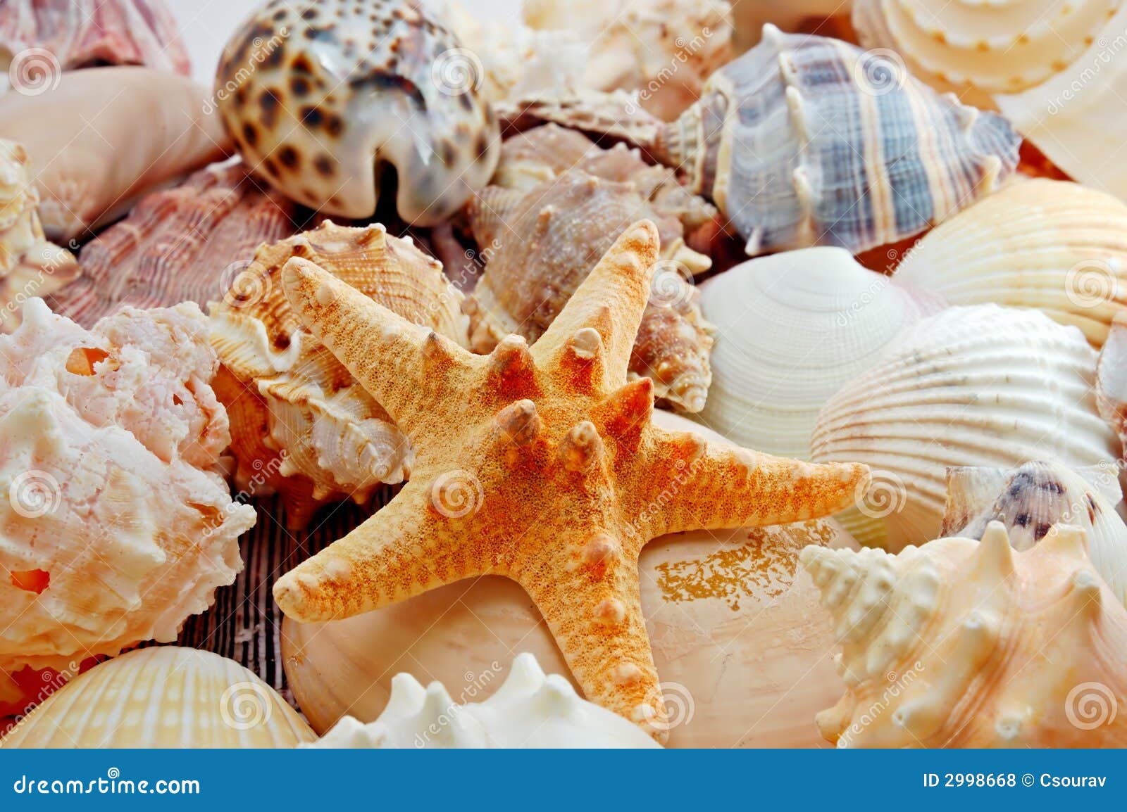 Various sea shells stock photo. Image of sand, shells - 2998668