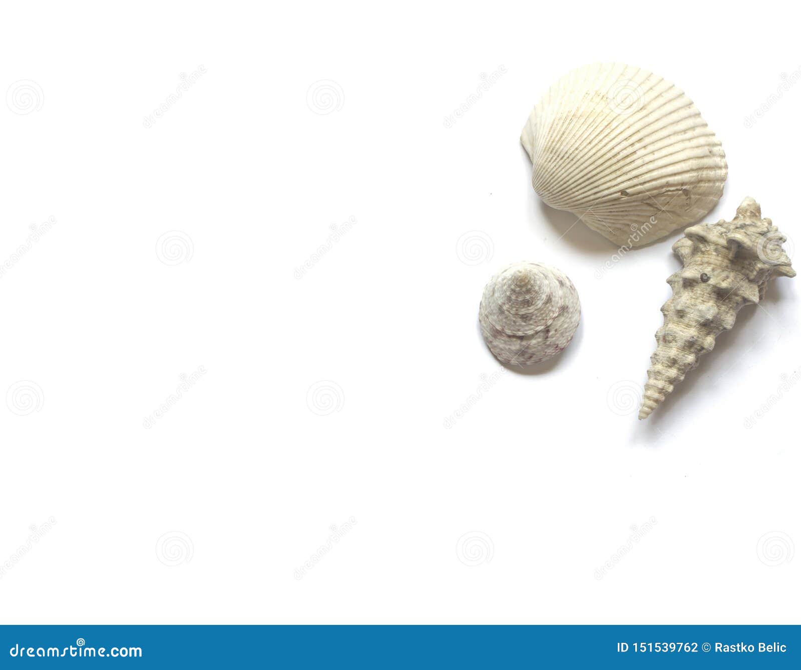 Various Sea Shells Isolated on White Background Stock Illustration ...
