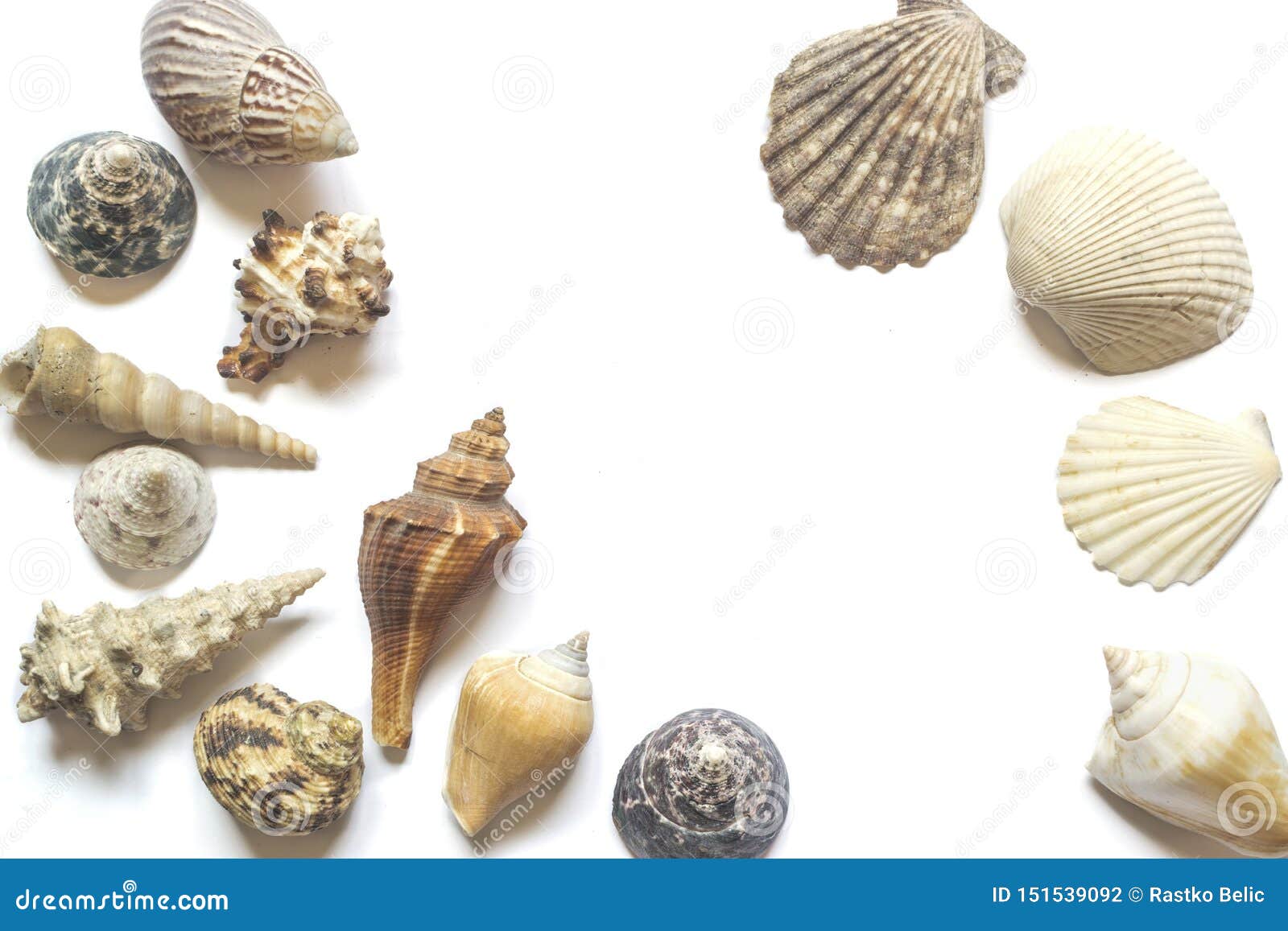 Various Sea Shells Isolated on White Background Stock Photo - Image of ...