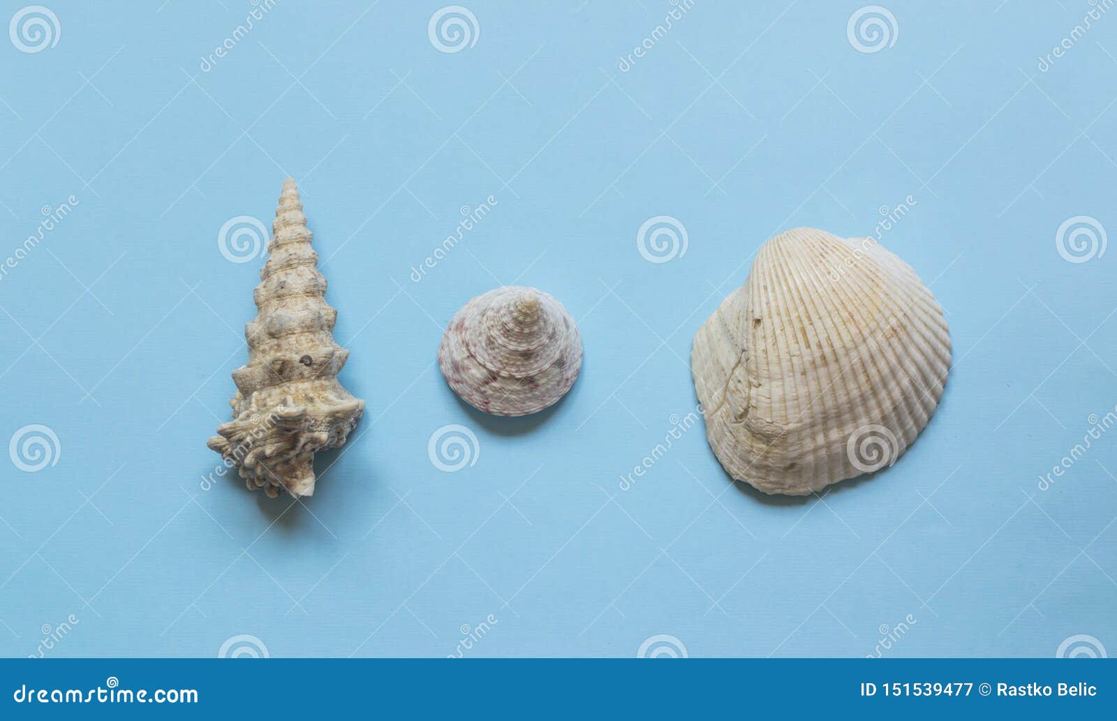 Various Sea Shells on Light Blue Background Stock Image - Image of life ...