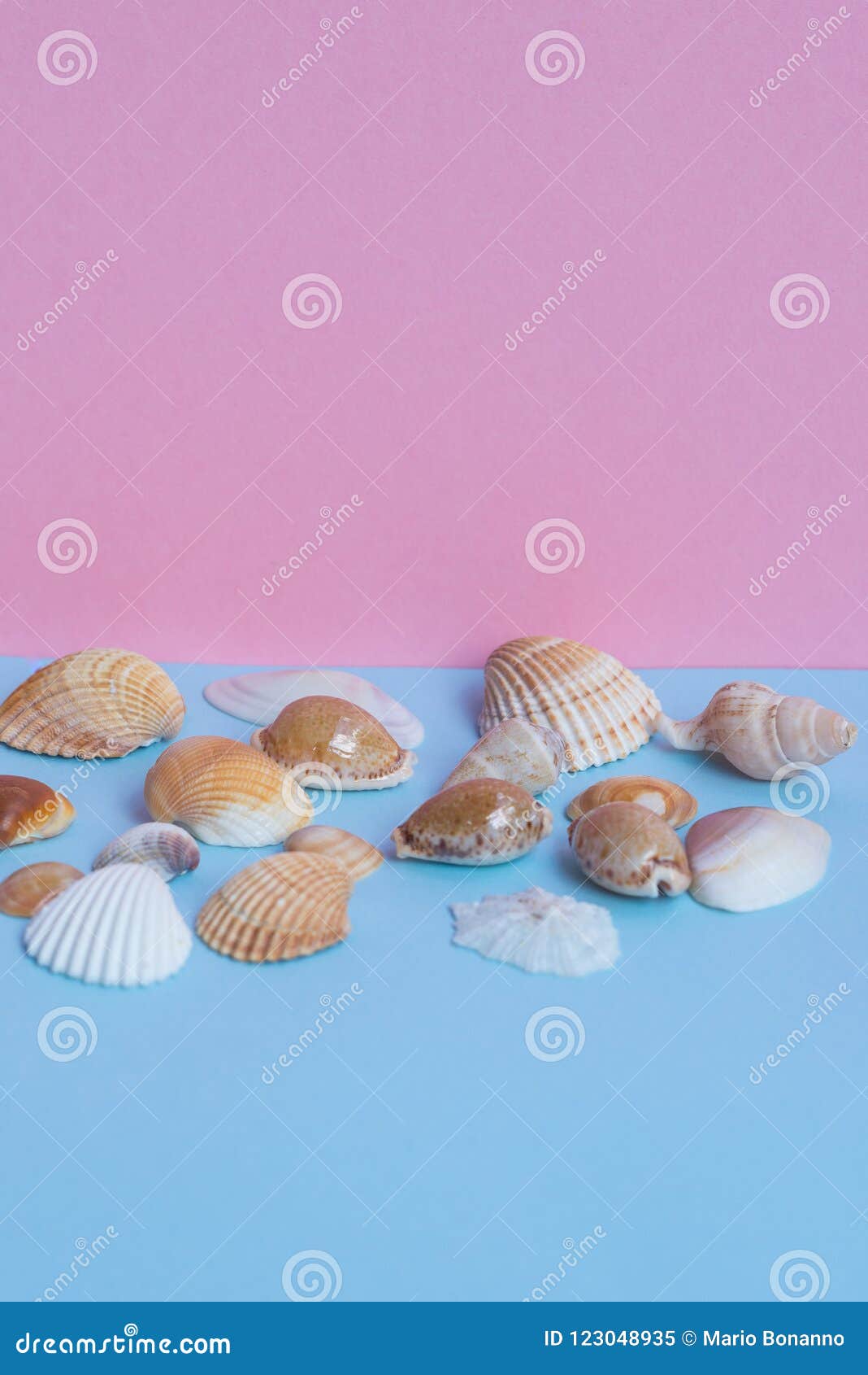 Various Seashells on a Light Blue and Pink Background with Different ...