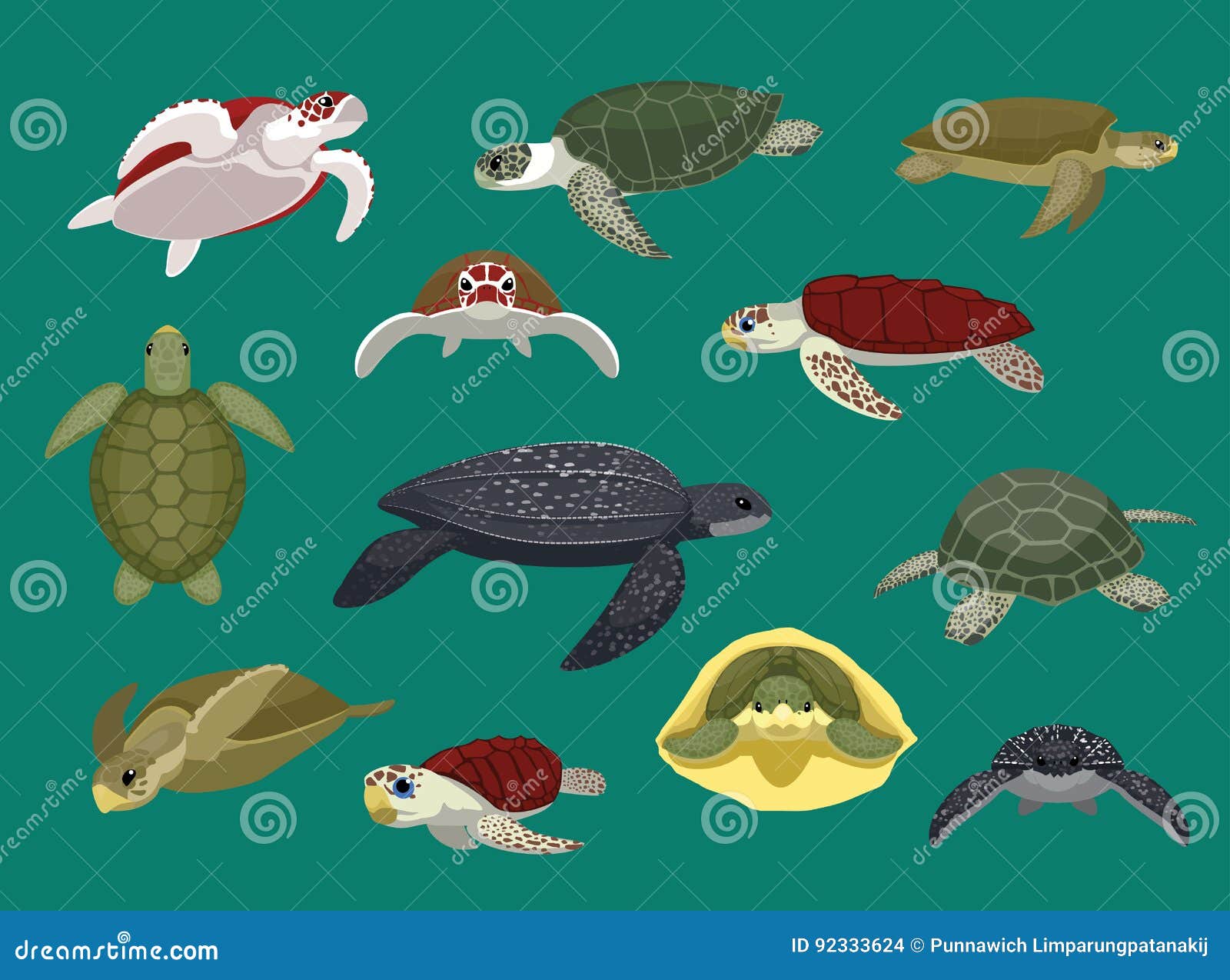 Endangered Loggerhead Sea Turtle, Caretta In Top View Vector ...