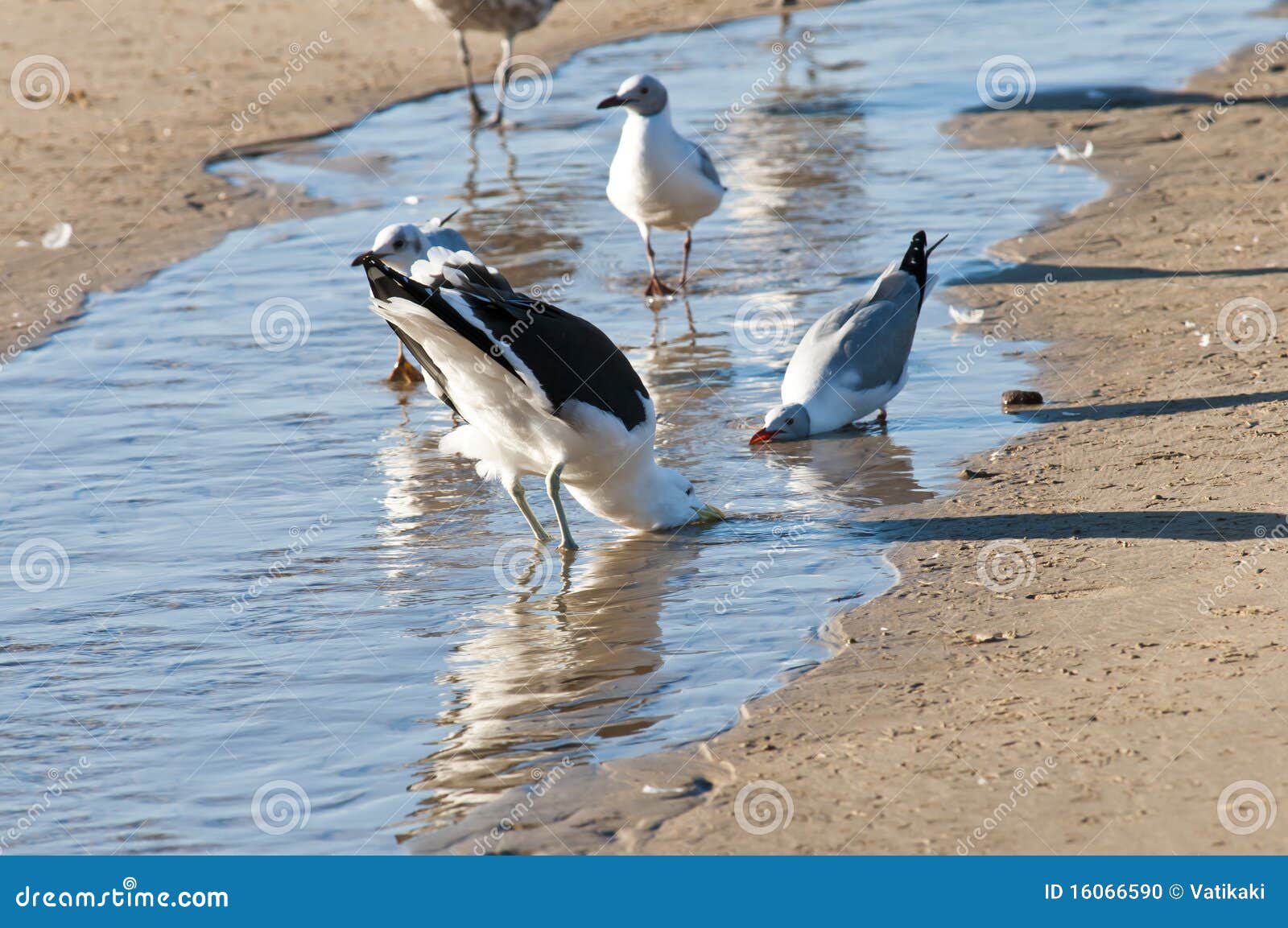 Various seagull species stock photo. Image of seagull - 16066590