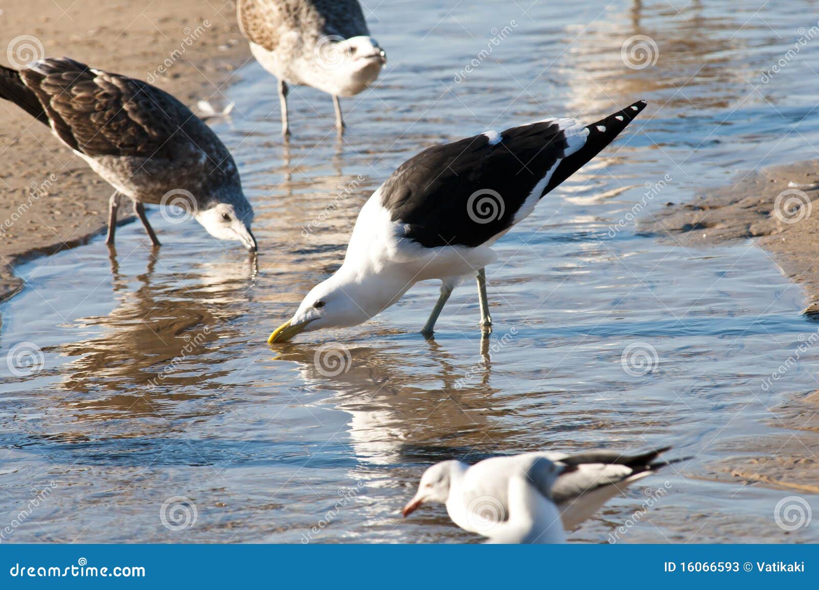 Various seagull species stock image. Image of rock, coast - 16066593