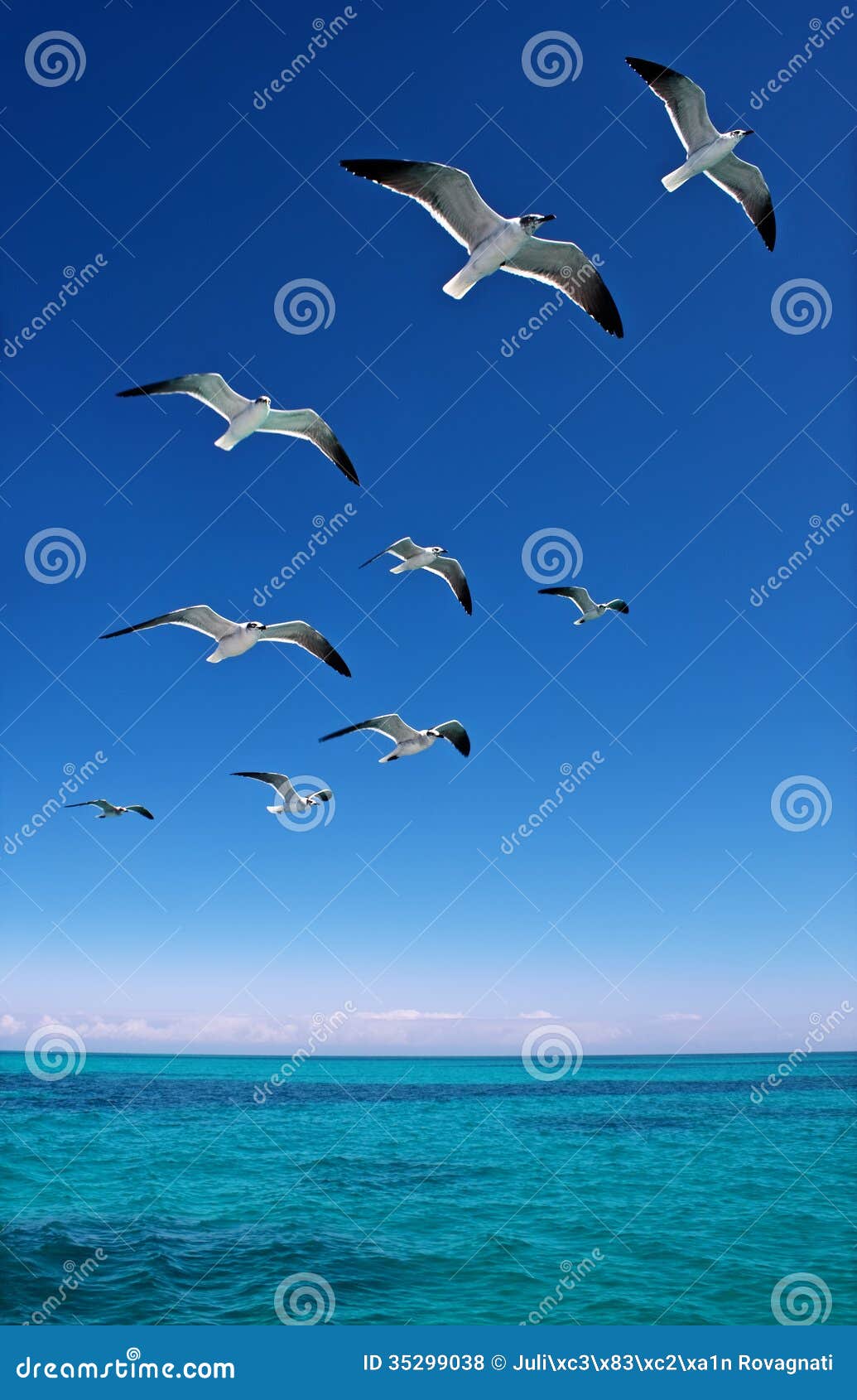 Various Seagulls Flying Over a Blue Sea Stock Photo - Image of wind ...