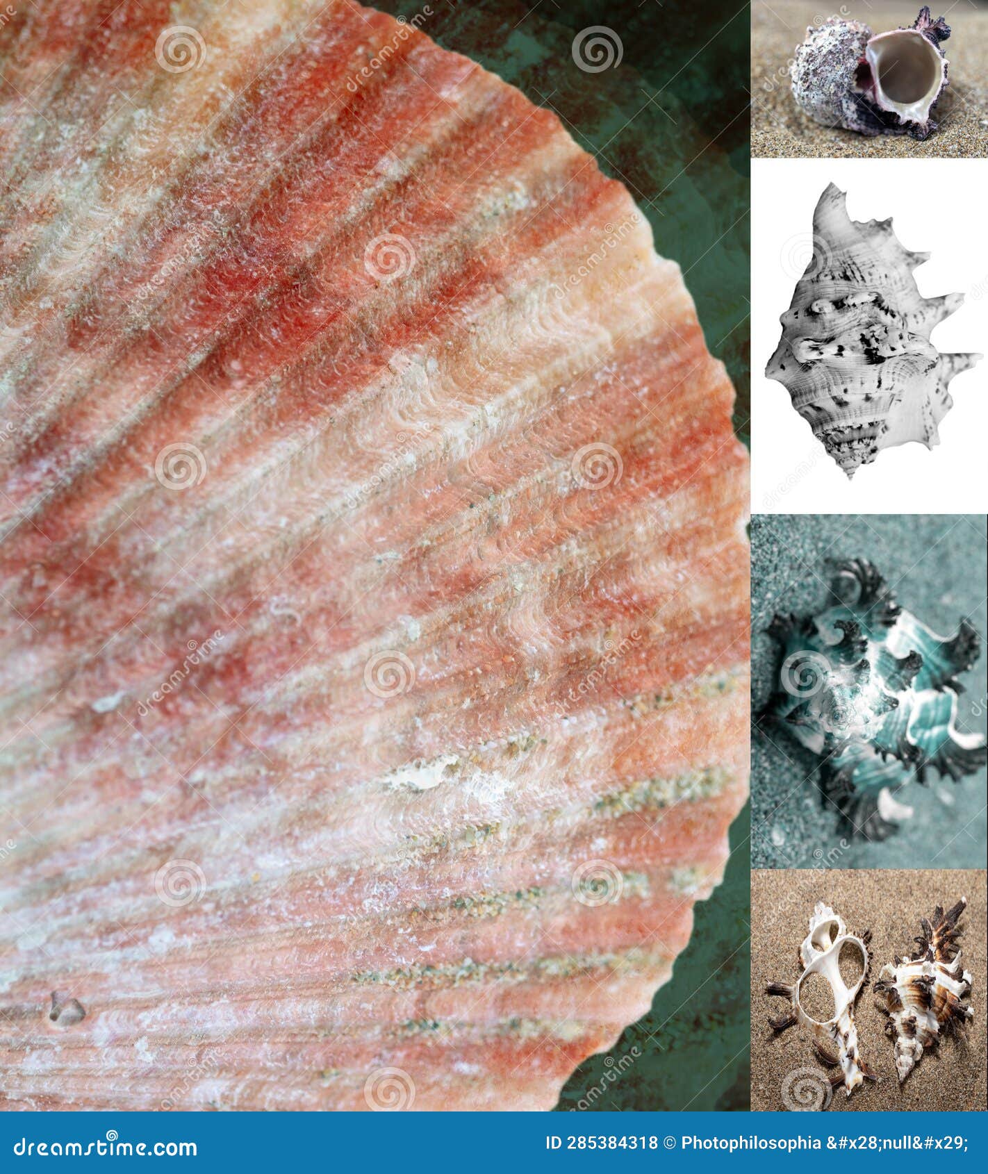Various Seashell Photos Combined into a Collage. Stock Photo - Image of ...