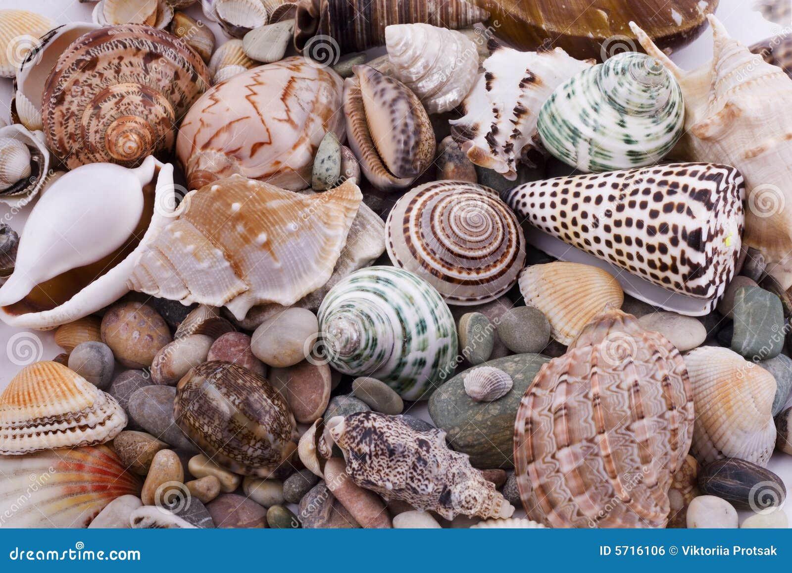 Various seashells stock photo. Image of pieces, seaside - 5716106