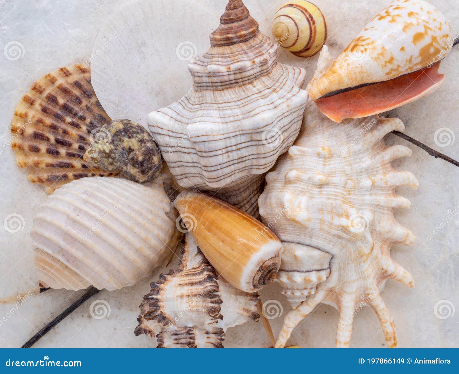 Seashells For Background Stock Image | CartoonDealer.com #221453401