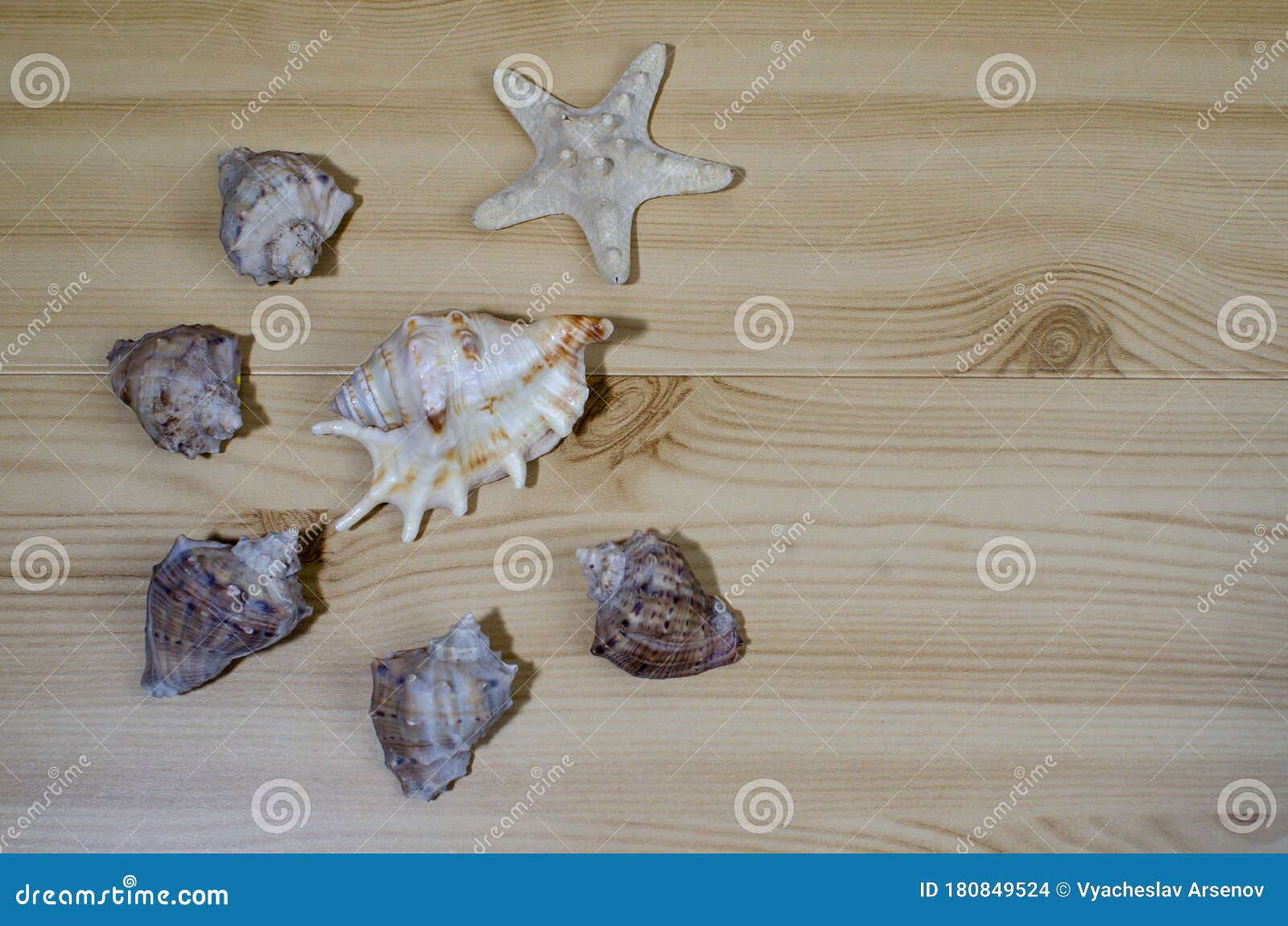 Many Small Seashells of Various Kinds on a Wooden Table Stock Photo ...