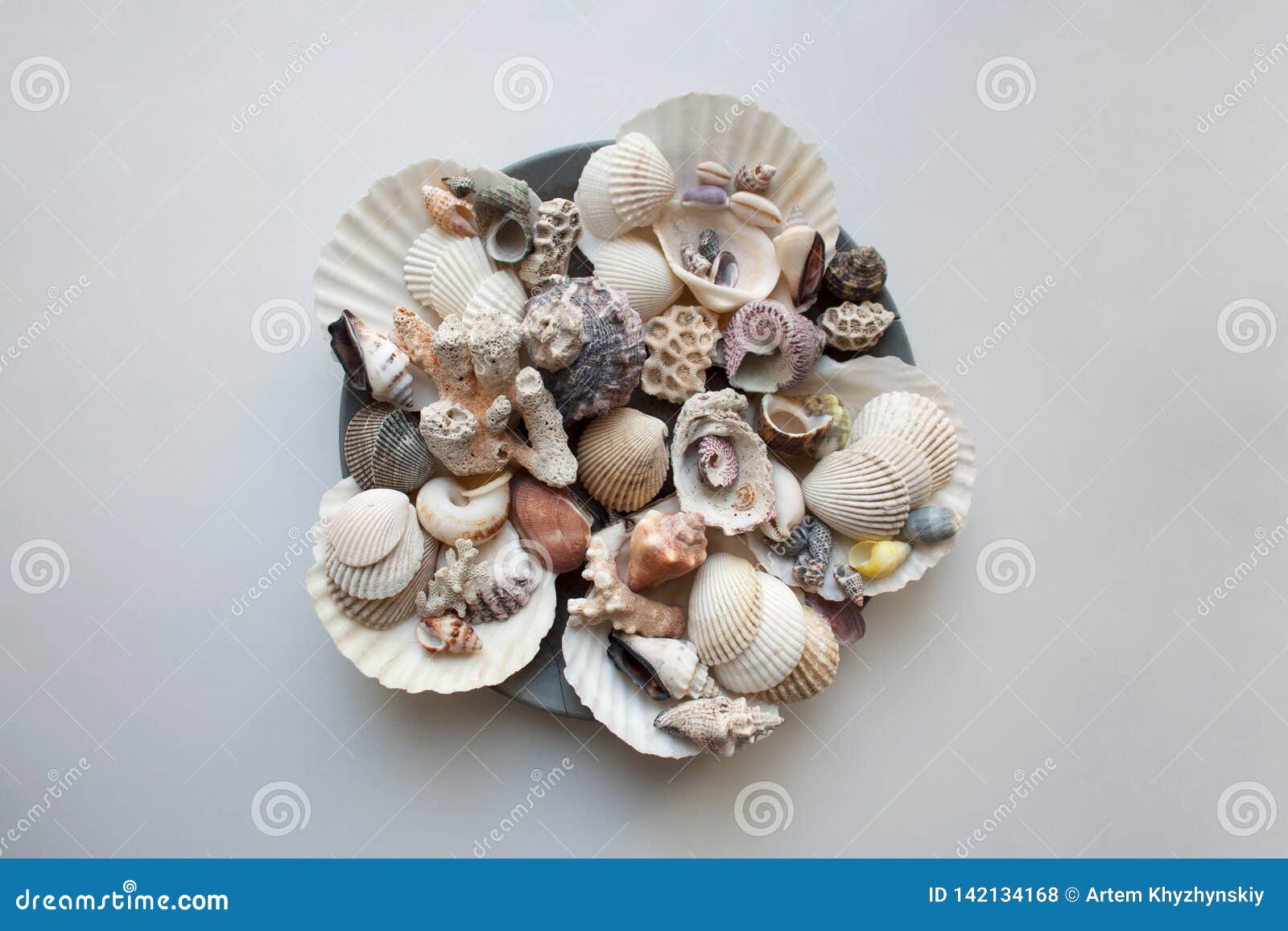 Various Seashells and Corals on Grey Plate Stock Photo - Image of ...