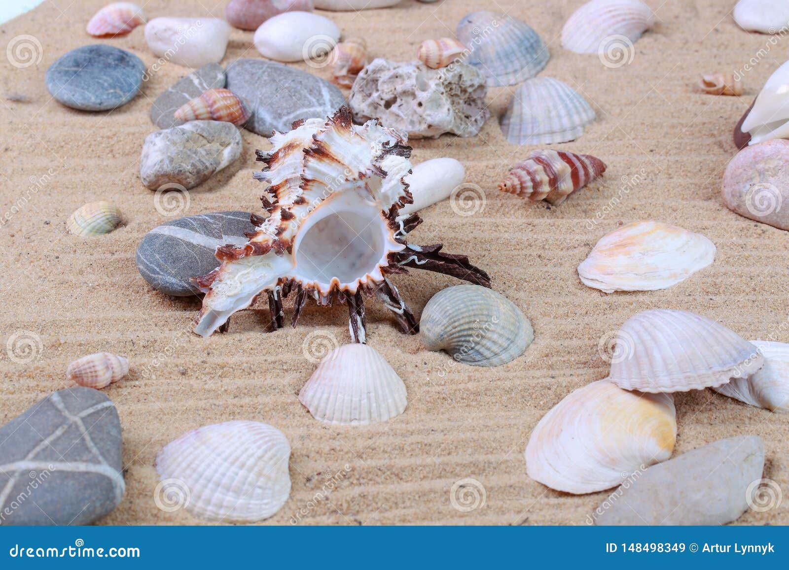 Various Seashells in the Sand Stock Image - Image of flat, beach: 148498349