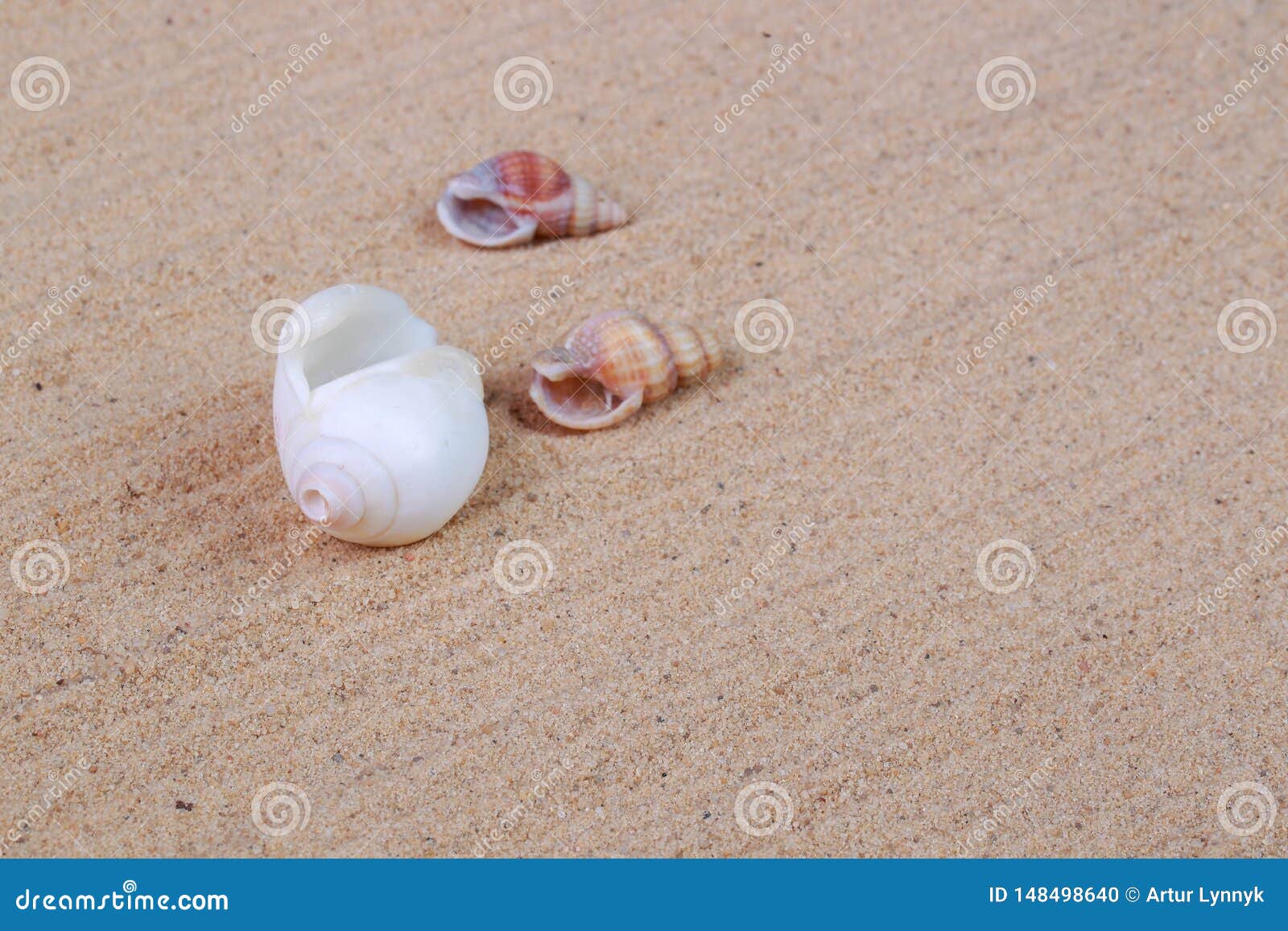 Various Seashells in the Sand Stock Photo - Image of relax, ocean ...