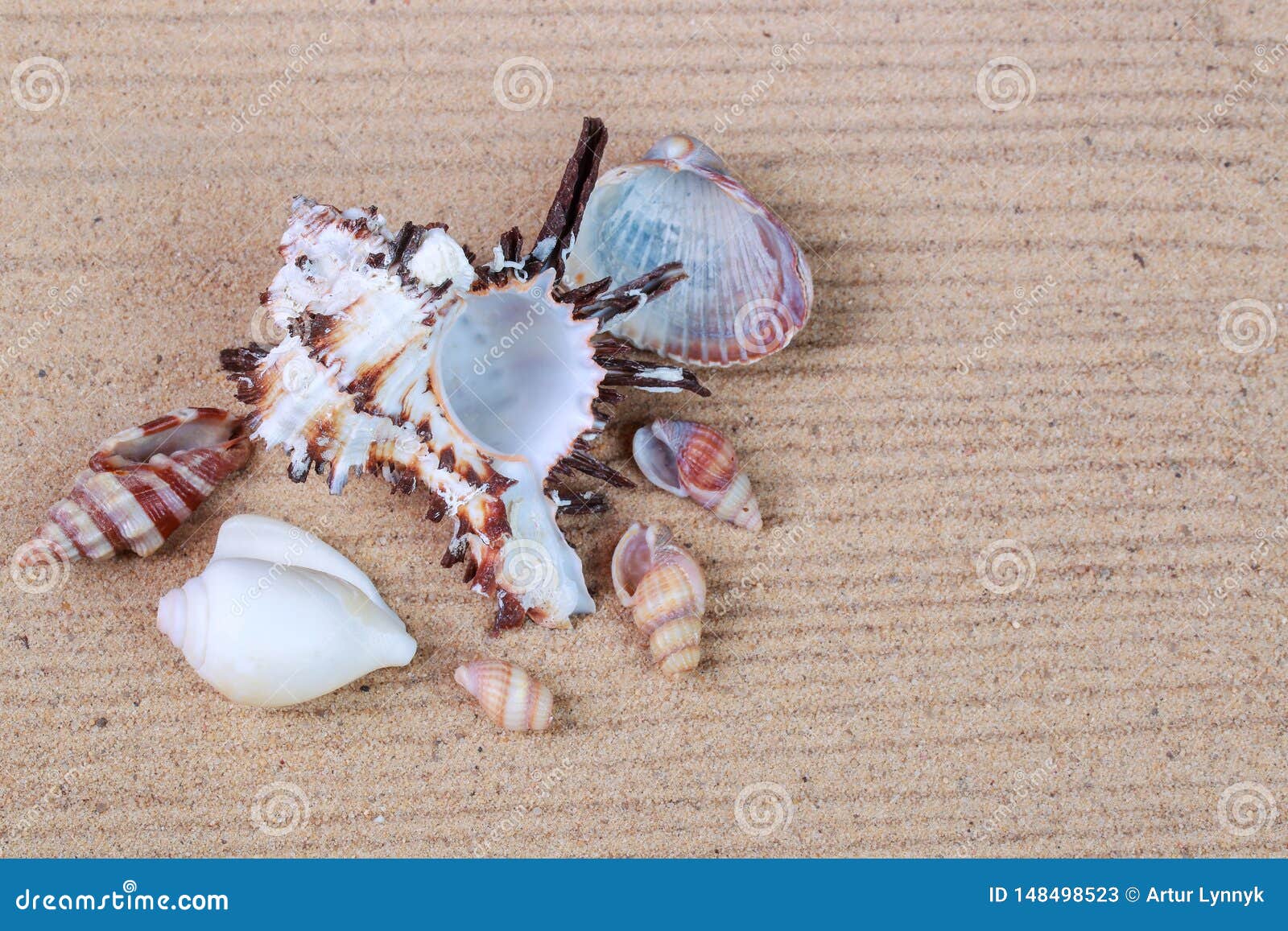 Various Seashells in the Sand Stock Image - Image of natural, seashells ...