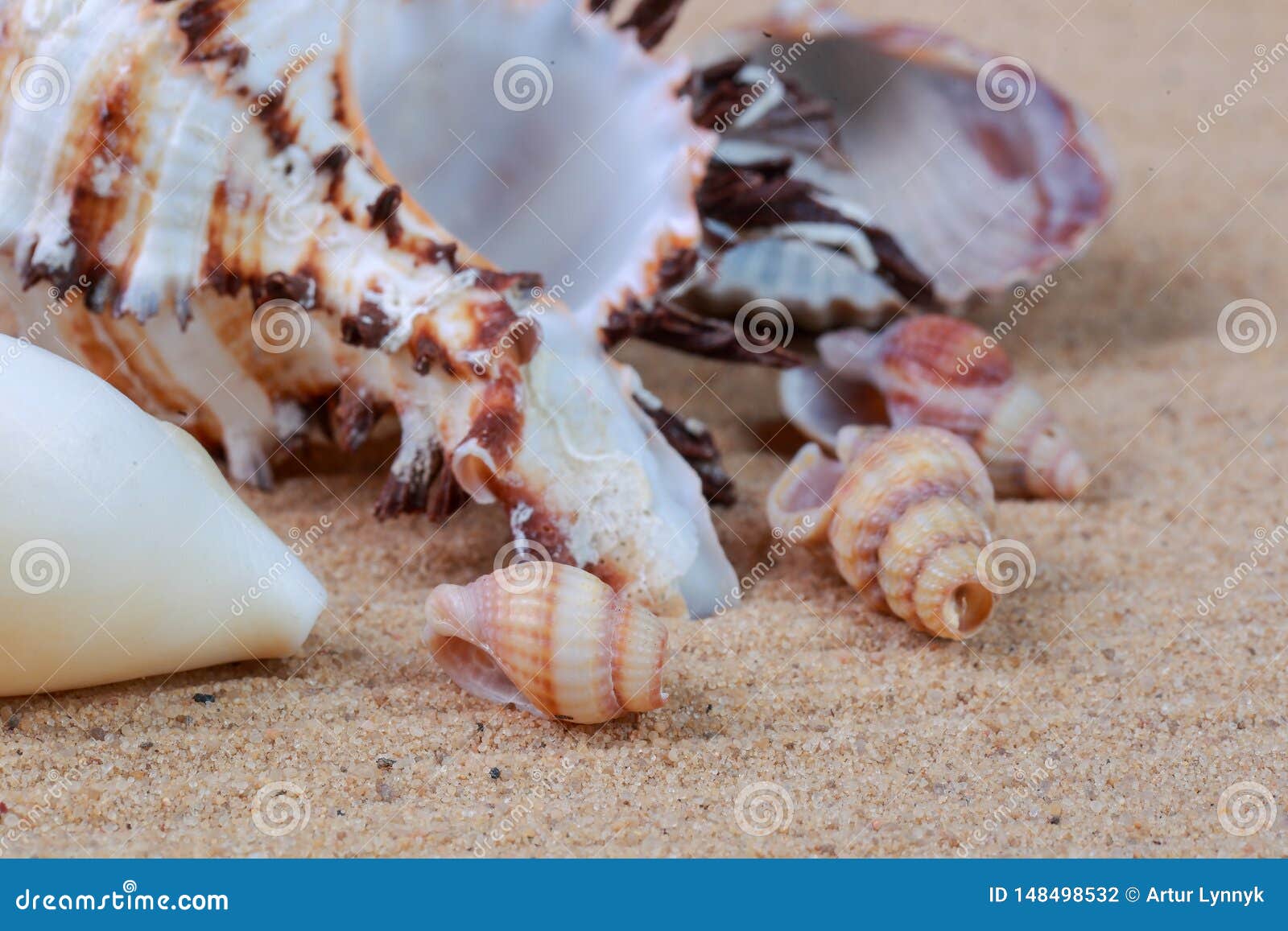 Various Seashells in the Sand Stock Photo - Image of beautiful, sand ...