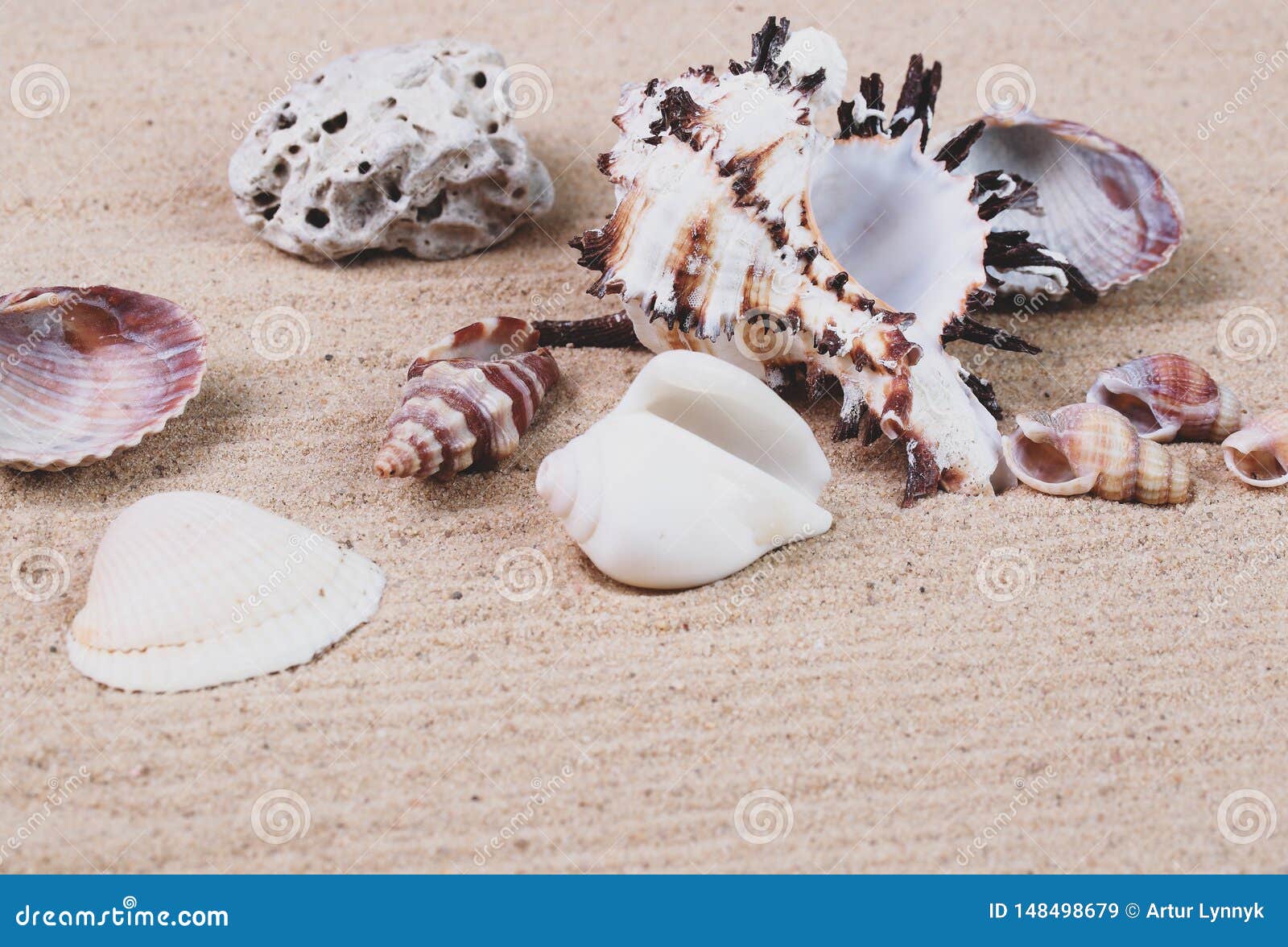 Various Seashells in the Sand Stock Image - Image of design, life ...
