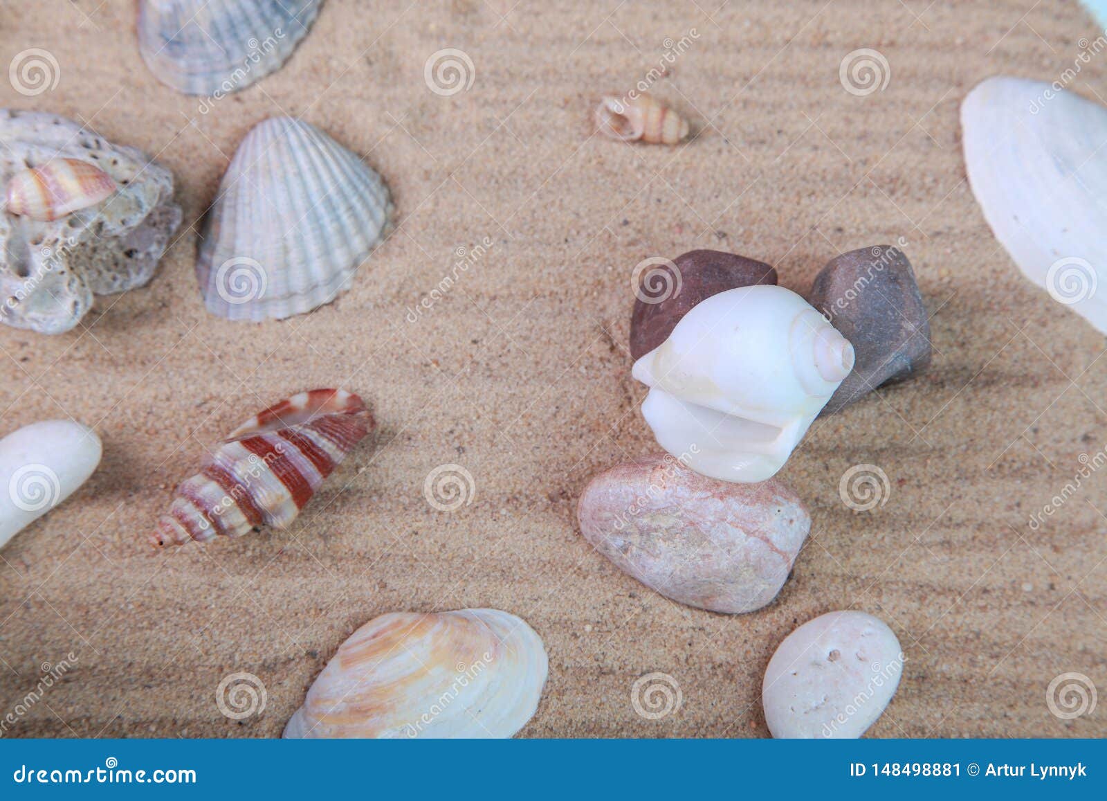 Various Seashells in the Sand Stock Image - Image of decoration, beach ...