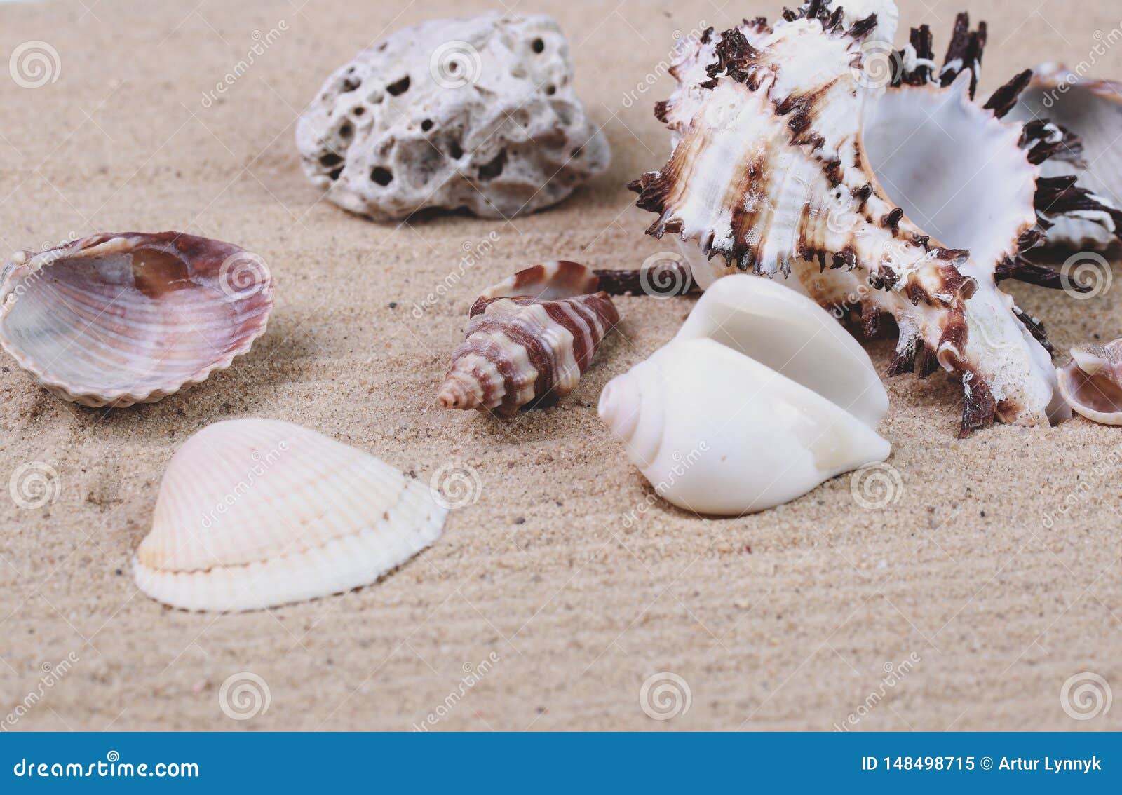 Various Seashells in the Sand Stock Image - Image of closeup, life ...
