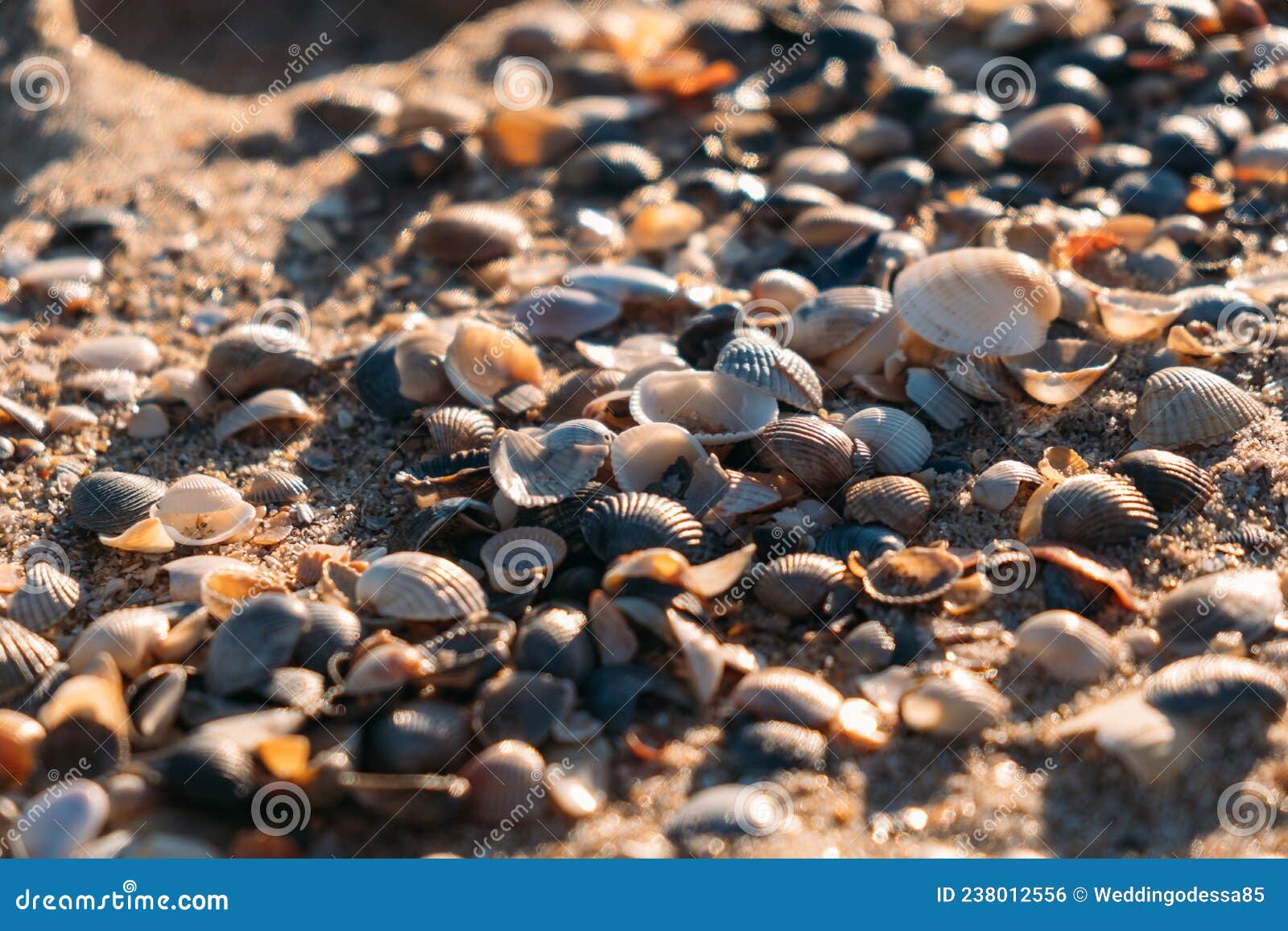 Various Seashells on Sea Beach Close-up. Stock Photo - Image of ...