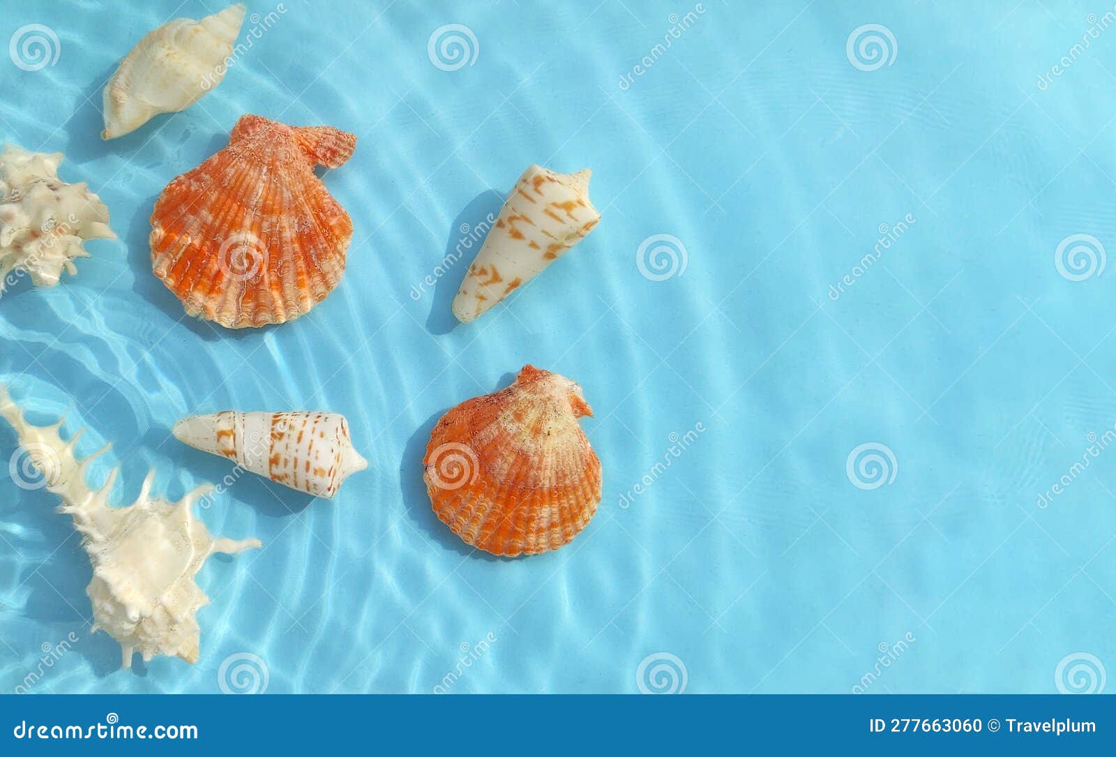 Various Seashells and Water Ripples on a Summer Beach on a Blue ...