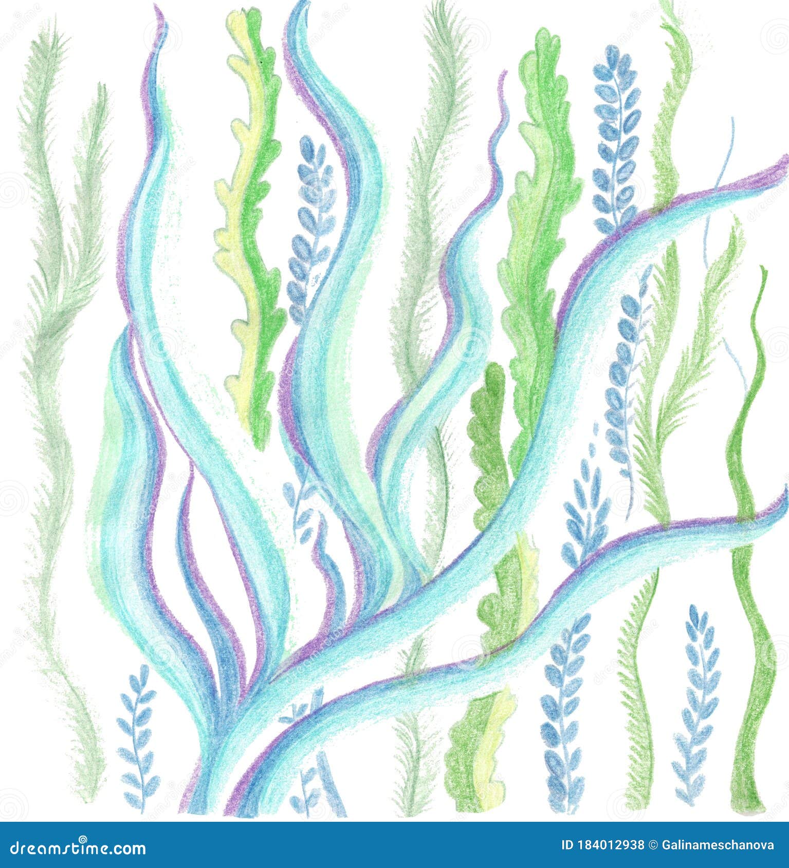 Various Seaweed on a White Background Stock Photo - Image of branch ...