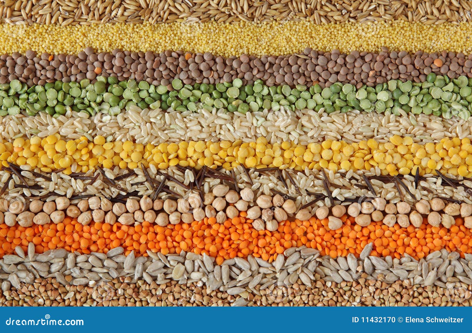 Various seeds and grains stock photo. Image of corn, grain - 11432170