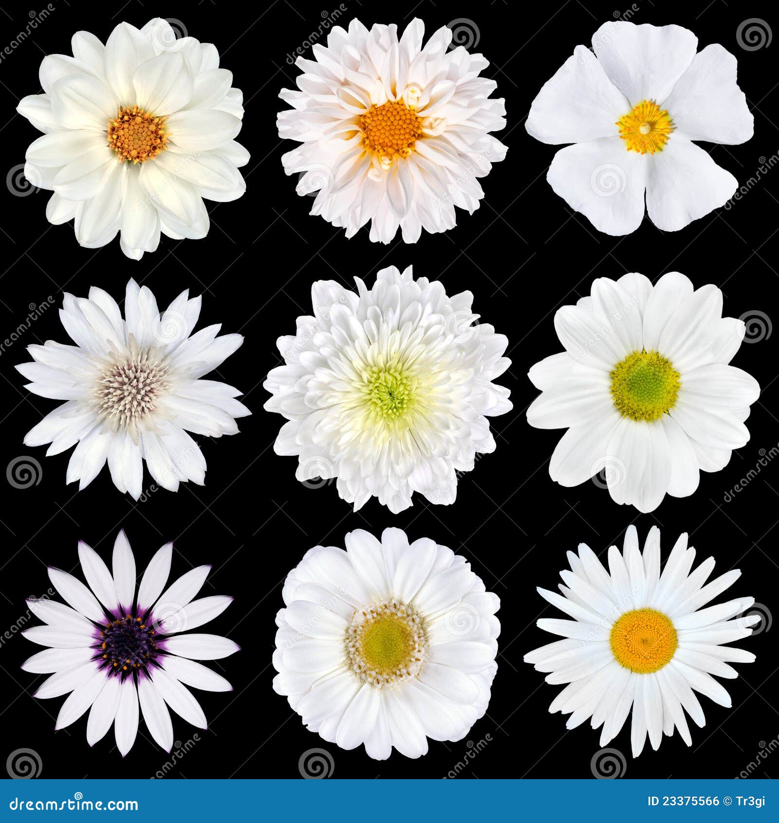 Types Of White Flowers