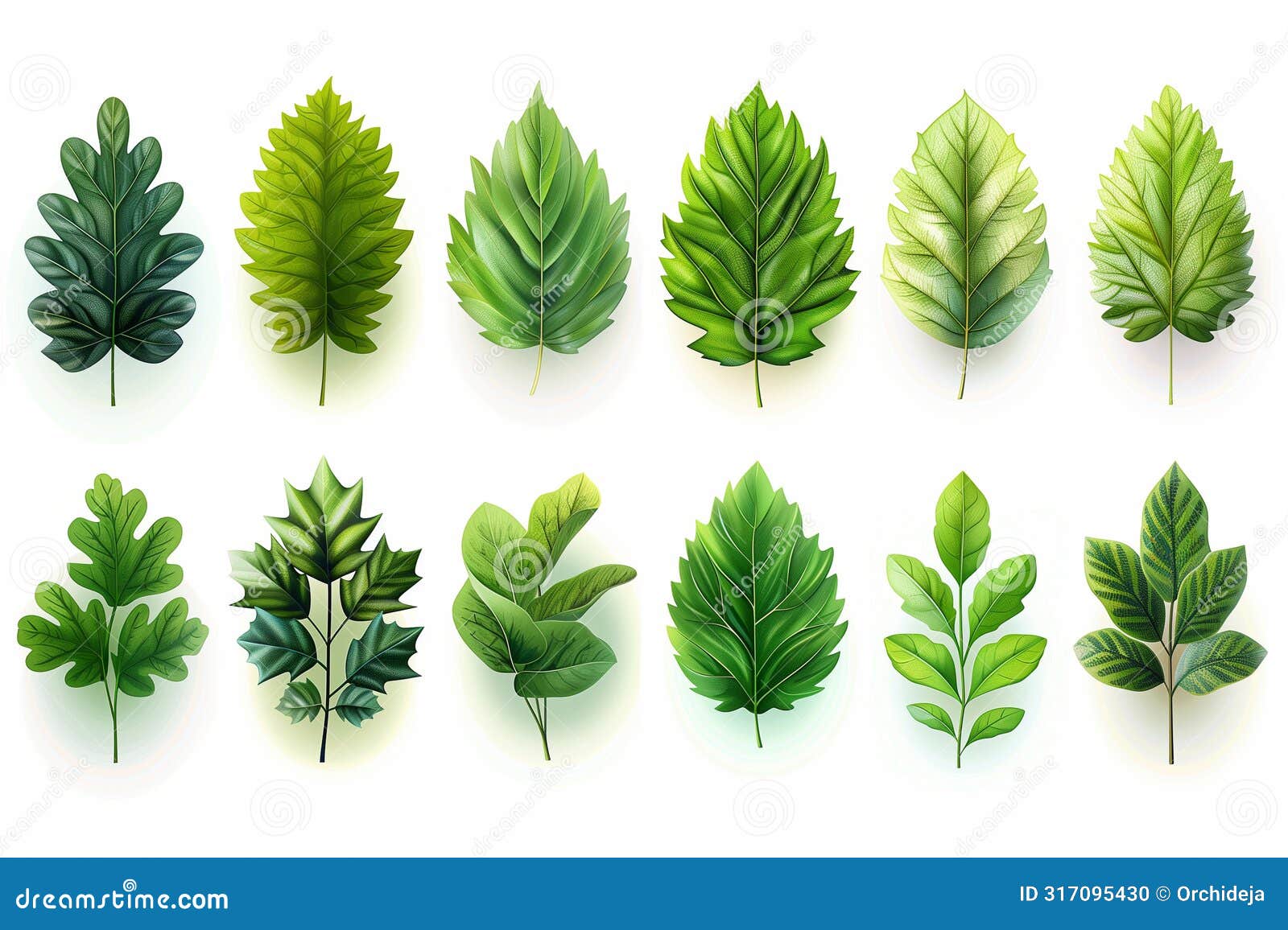 Various Shades of Green Leaves Bunched Together on a Plain White ...